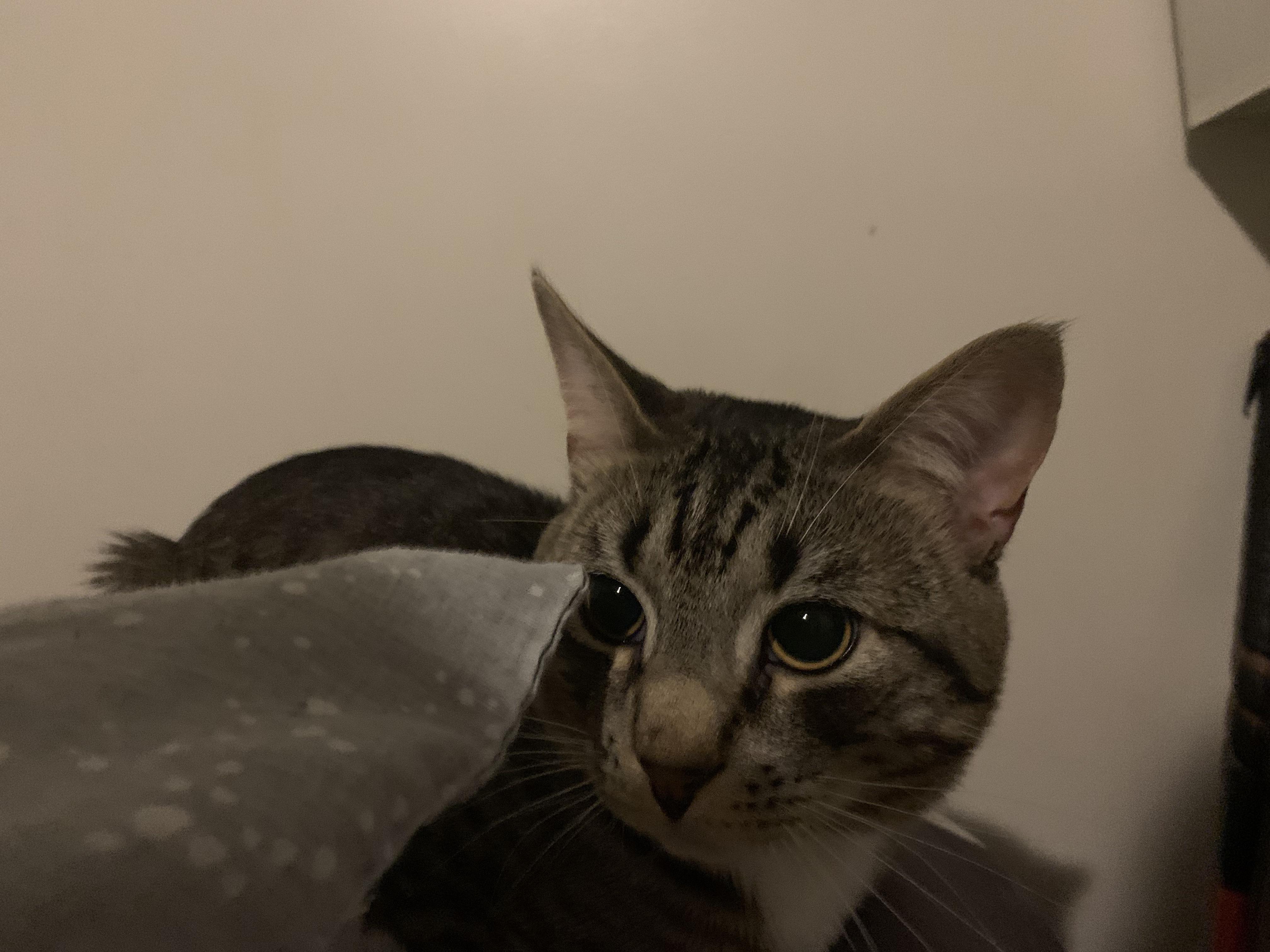 A shy loaf | Scrolller