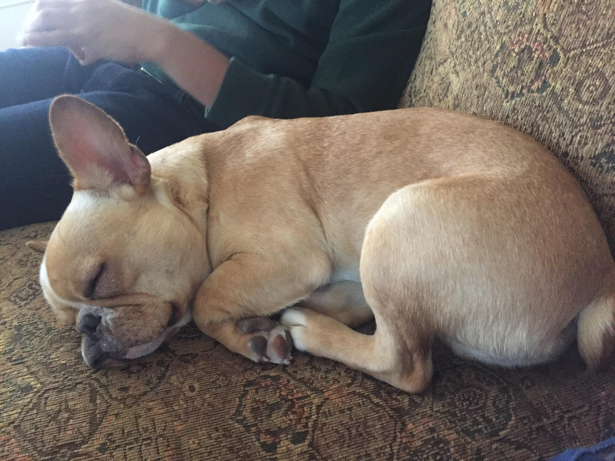 A sleepy chicken nugget | Scrolller