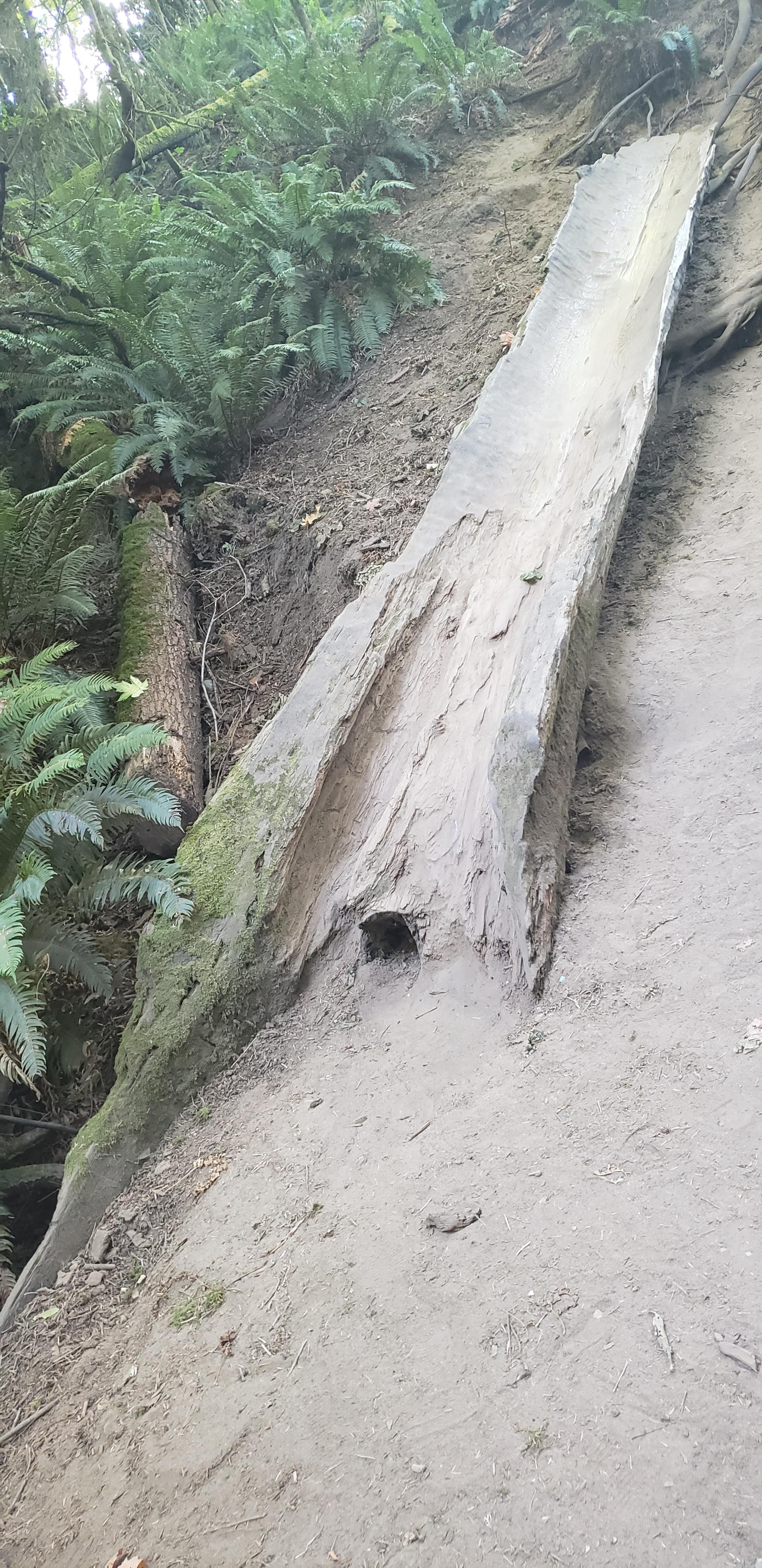 A slide made out of a fallen tree. | Scrolller