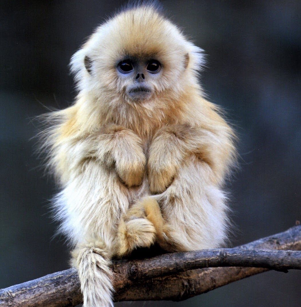 A Smol snub nosed monkey baby | Scrolller