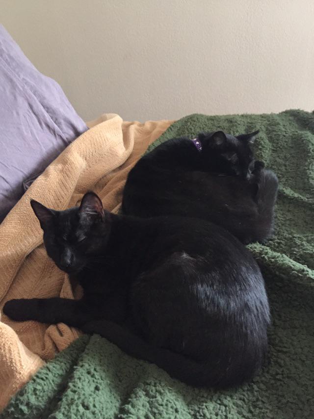 A snuggle puddle | Scrolller