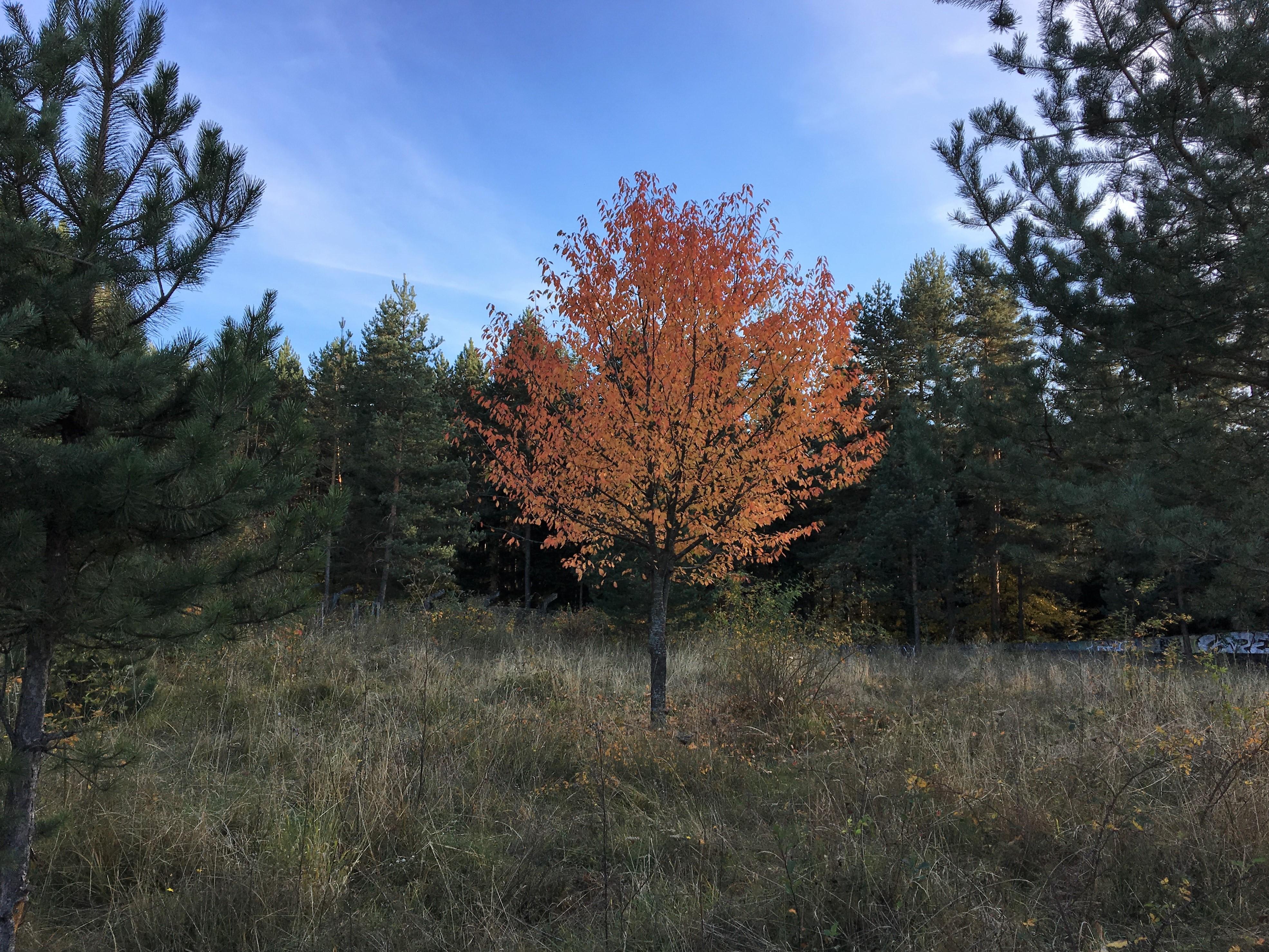 A spot of the season in Sarajevo | Scrolller