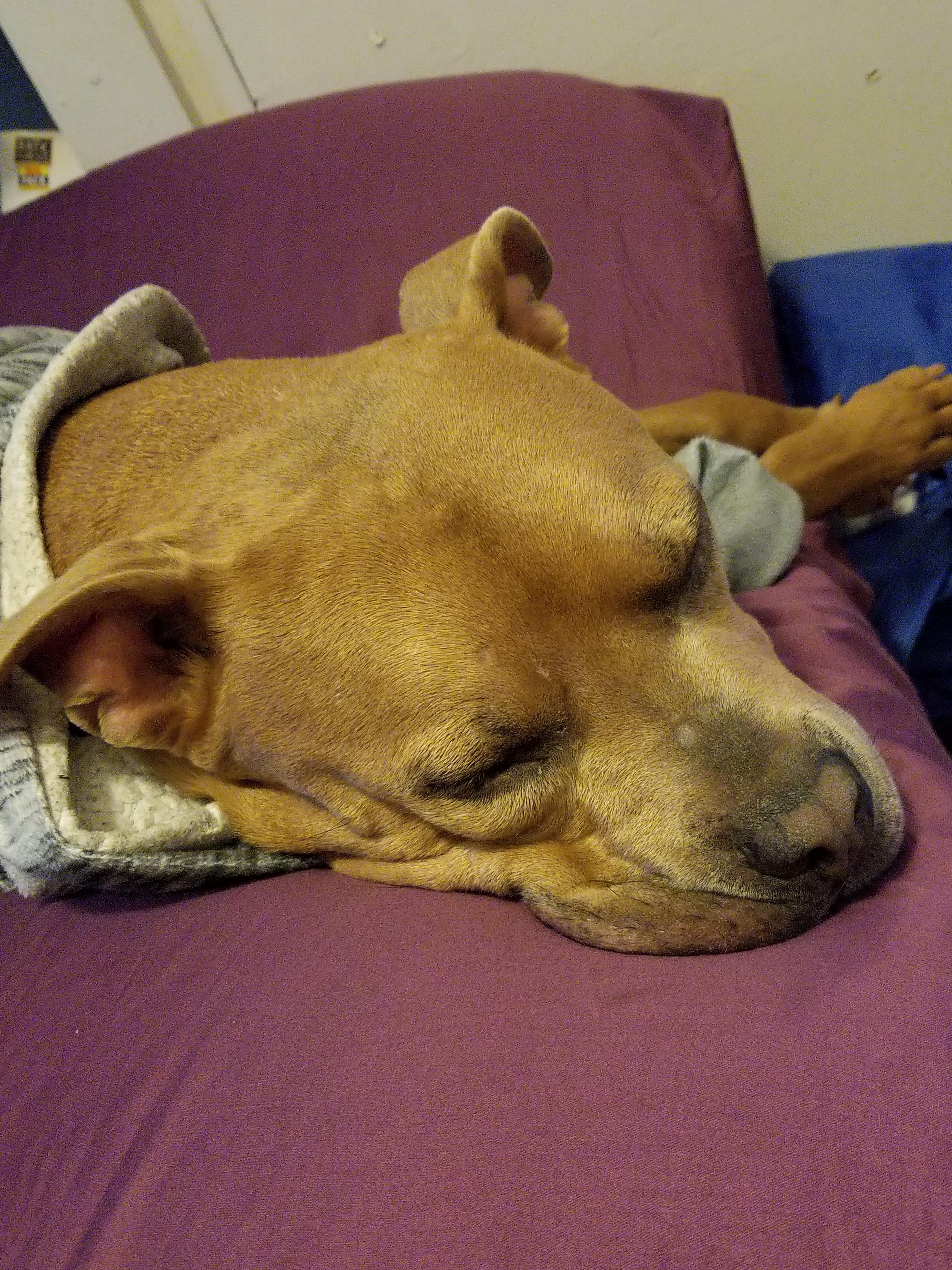 A Squishy Velvet Face Flap | Scrolller