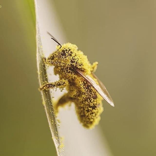 A successful bee! 🐝 | Scrolller