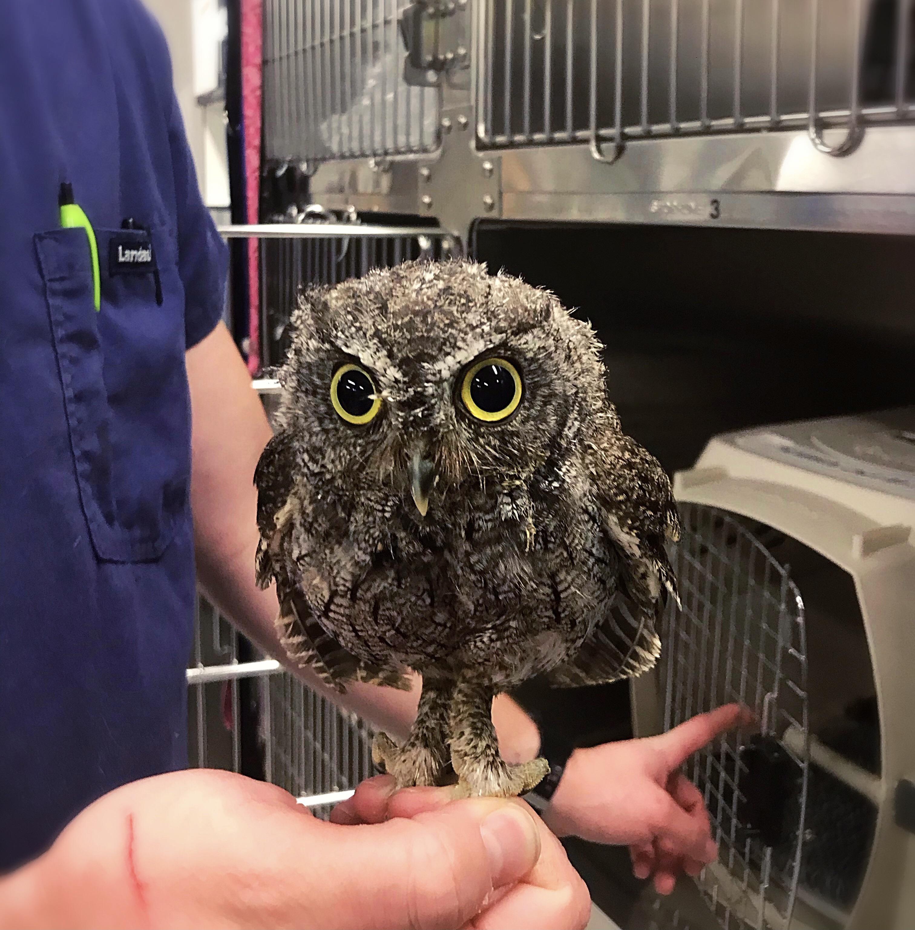 A superb owl we saw a while ago at work. | Scrolller