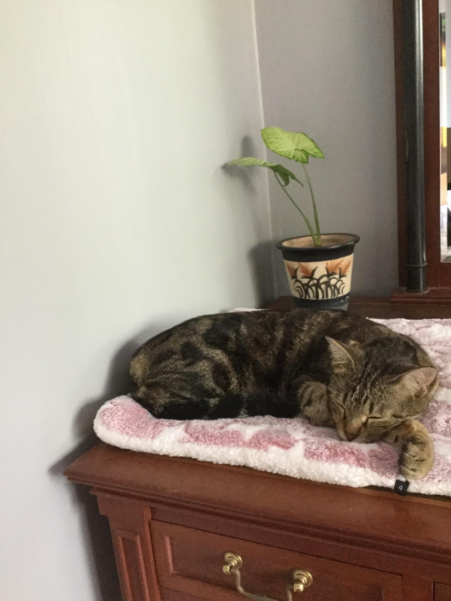 A tabby girl | Scrolller