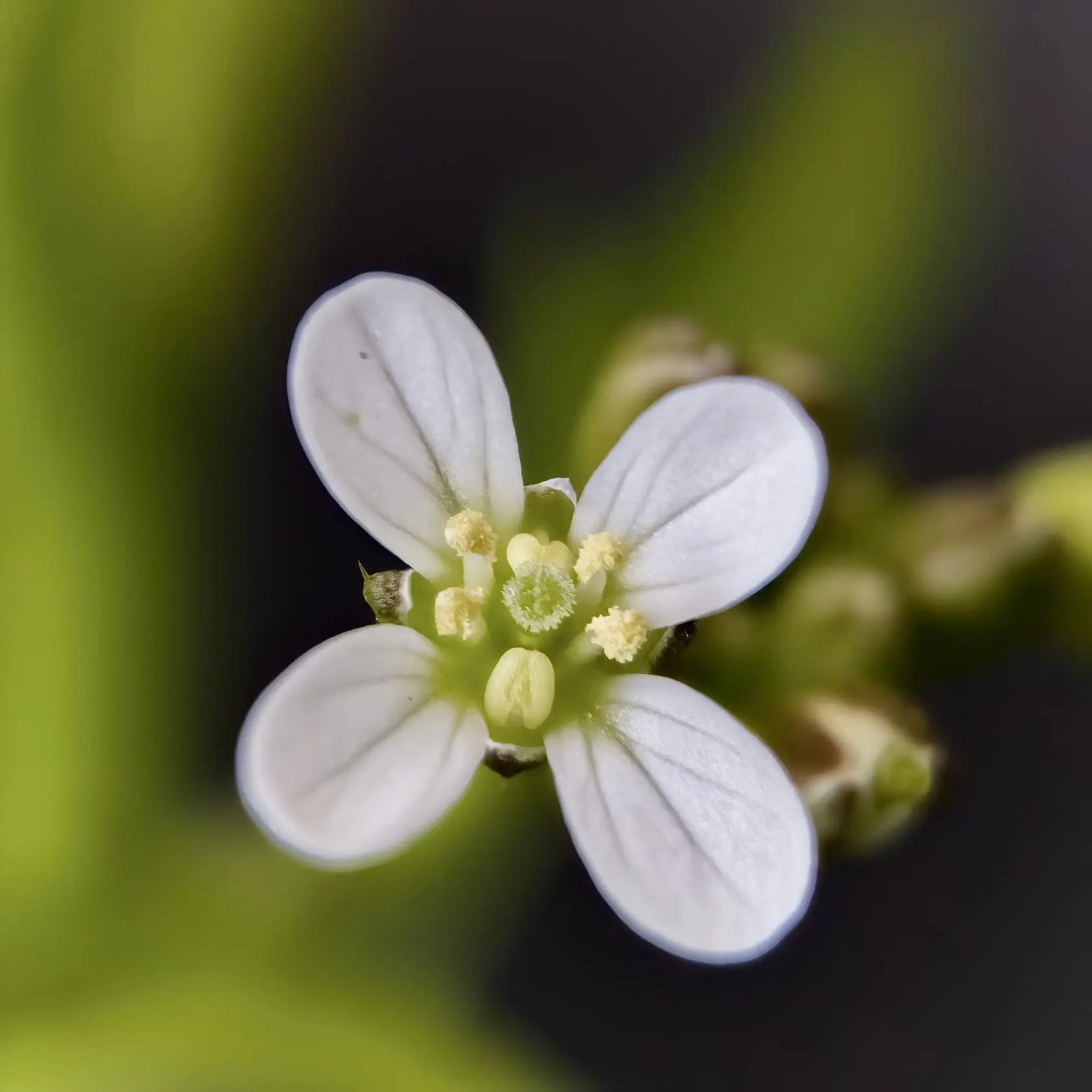 A Tiny Flower Scrolller 5143
