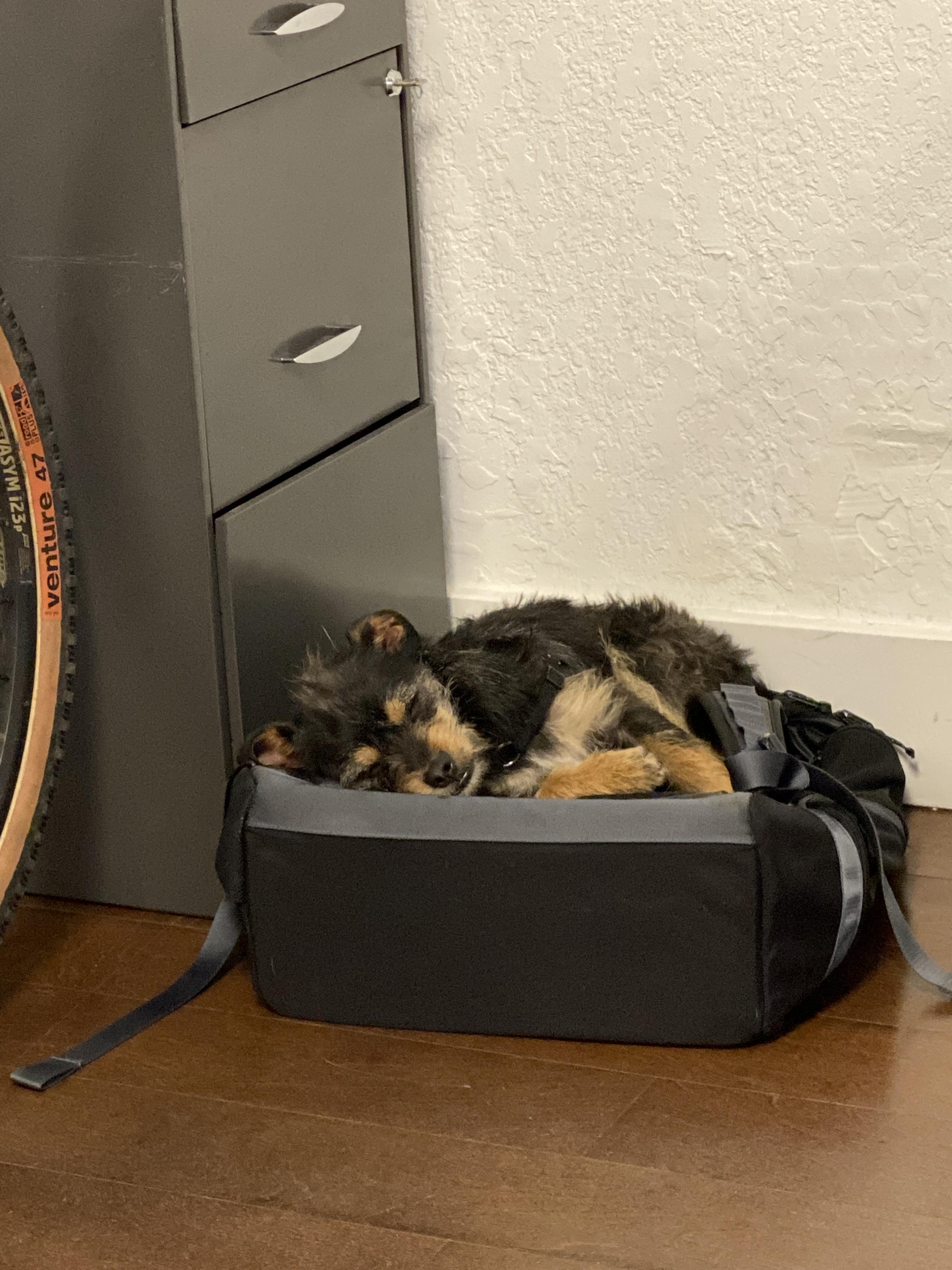 a tiny sleeping backpack angel | Scrolller