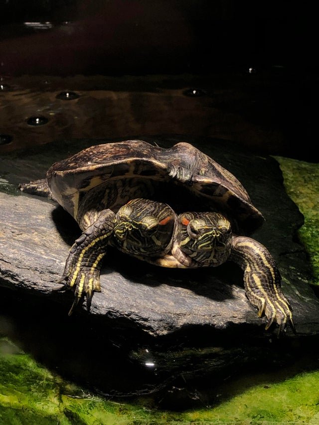 A two headed turtle | Scrolller