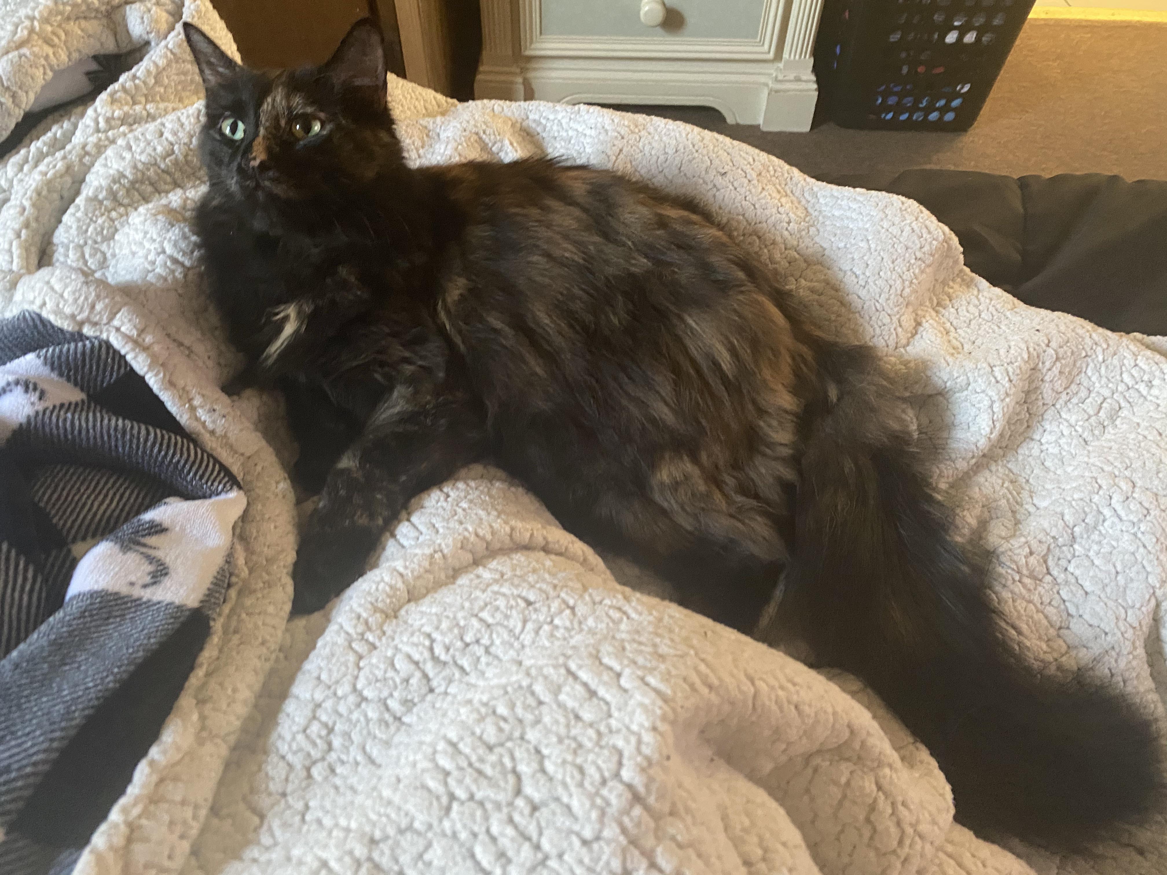 A very content floof | Scrolller