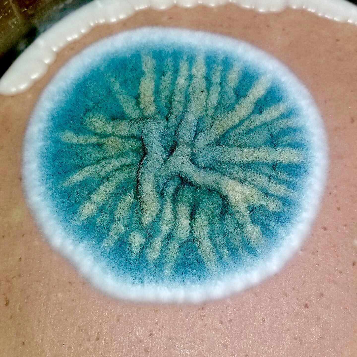 A very cool looking mold growth | Scrolller