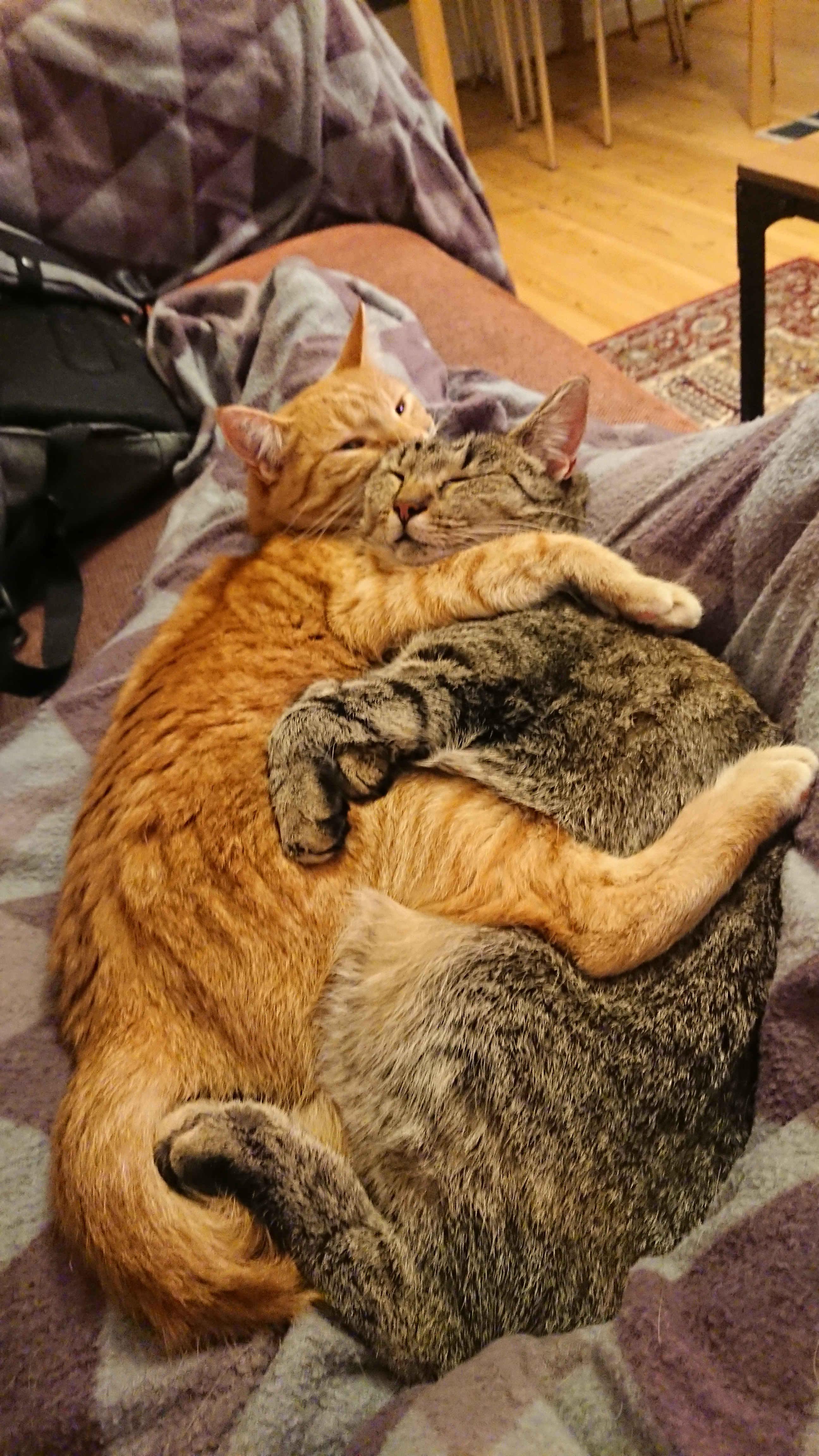 A very cute bonded pairs of cats! | Scrolller