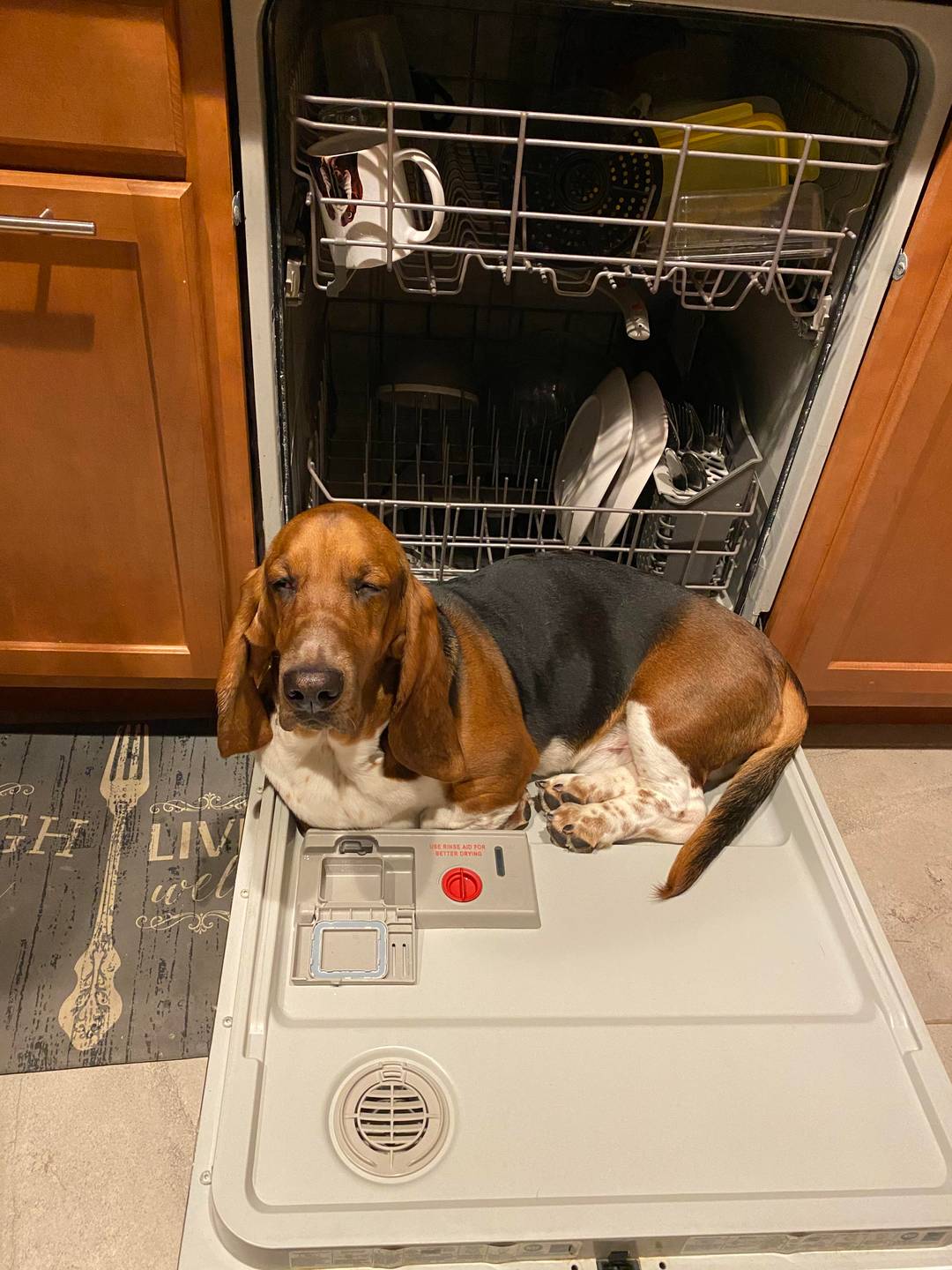 A very helpful Murray. | Scrolller