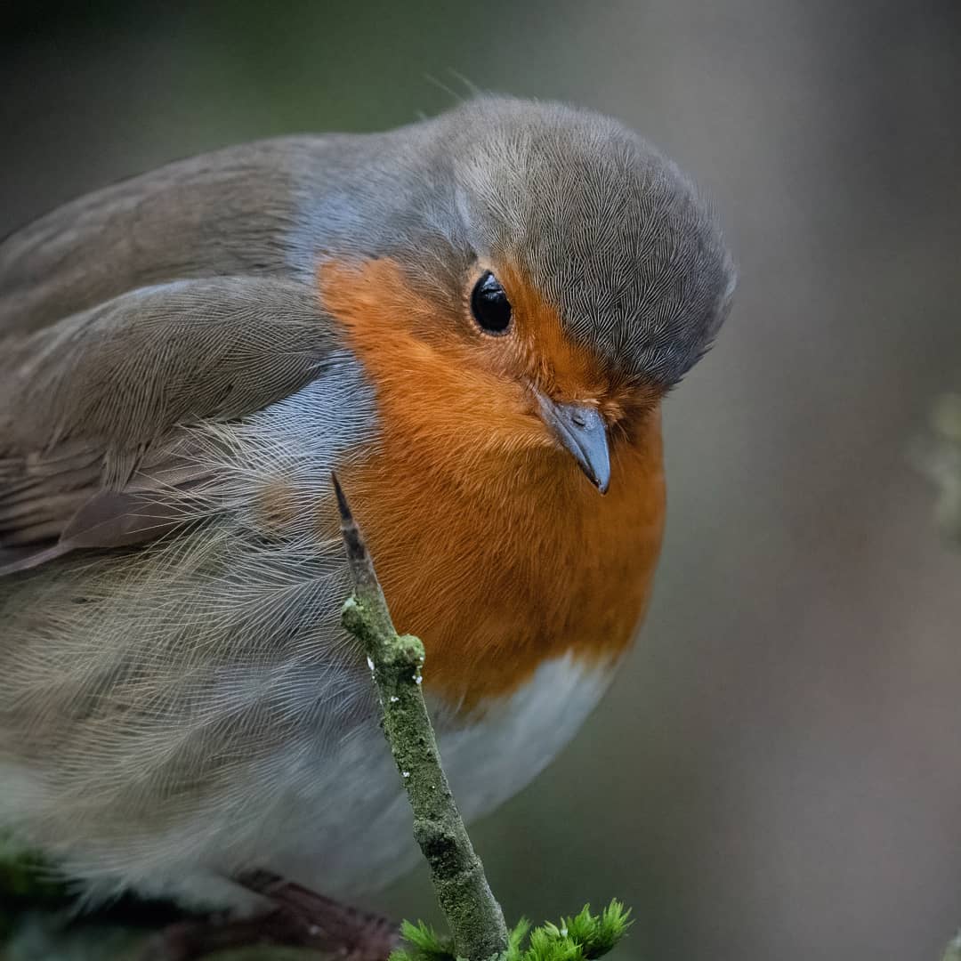 A very nosey robin. | Scrolller