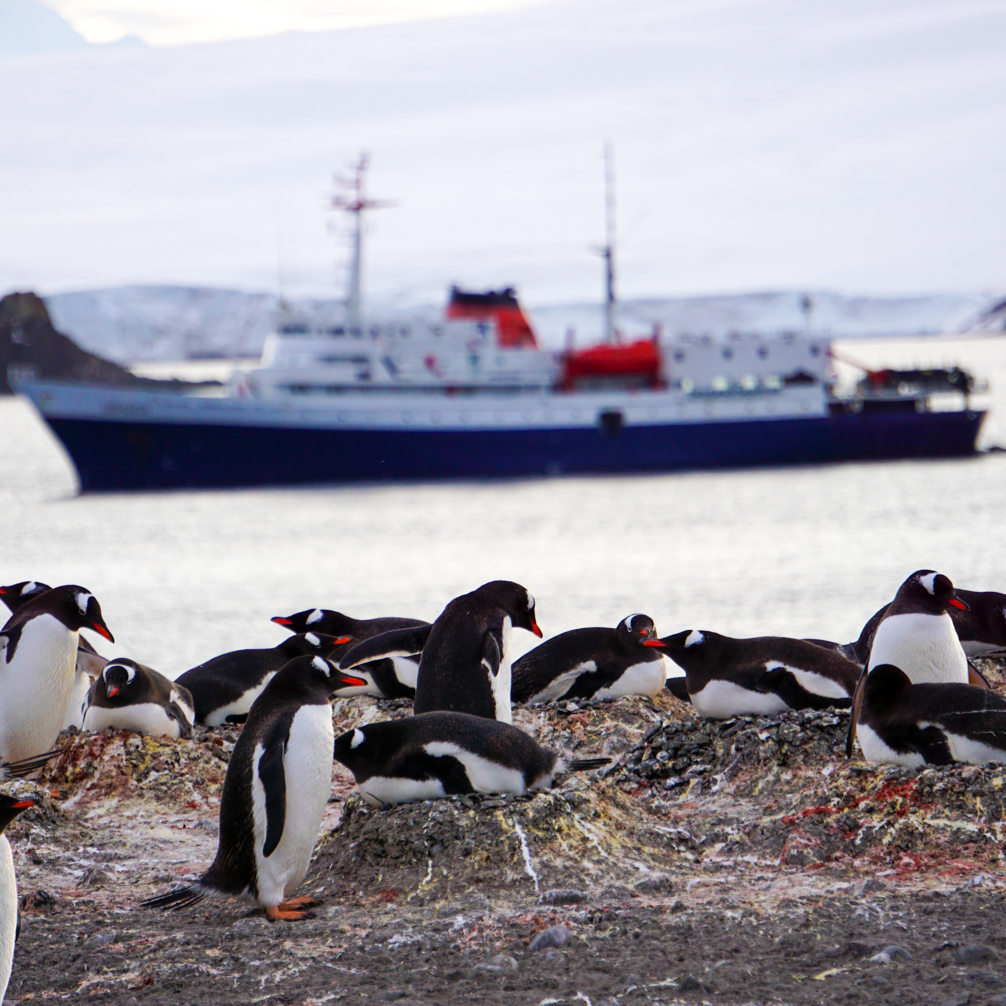 A waddle of penguins in Antarctica | Scrolller
