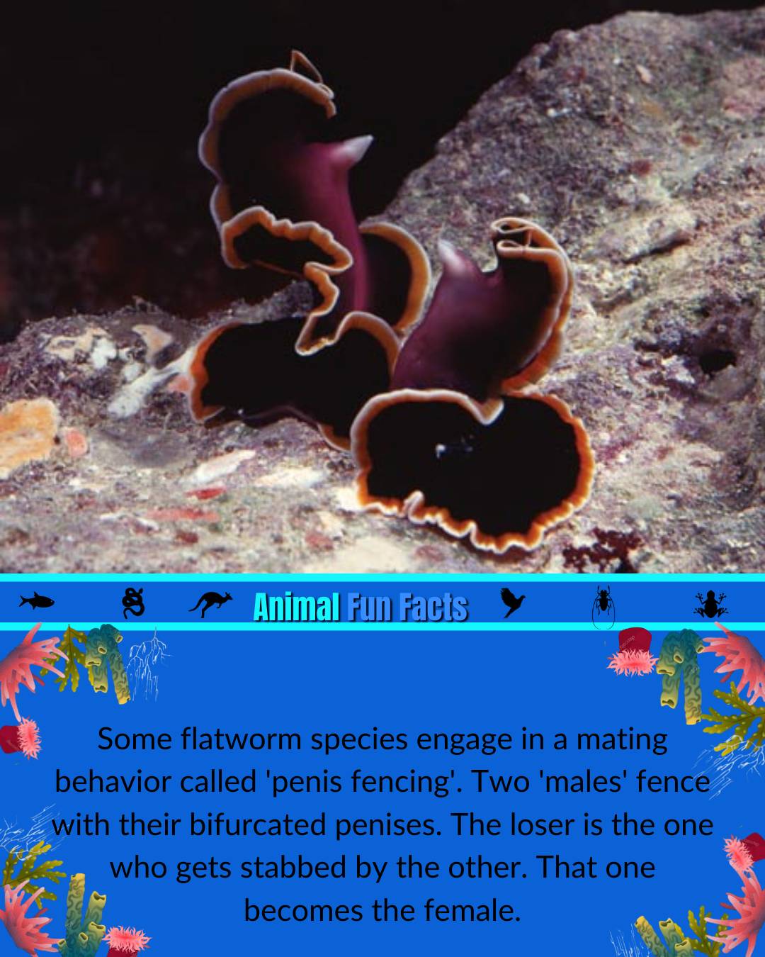 A weird mating behaviour in these flatworms. | Scrolller