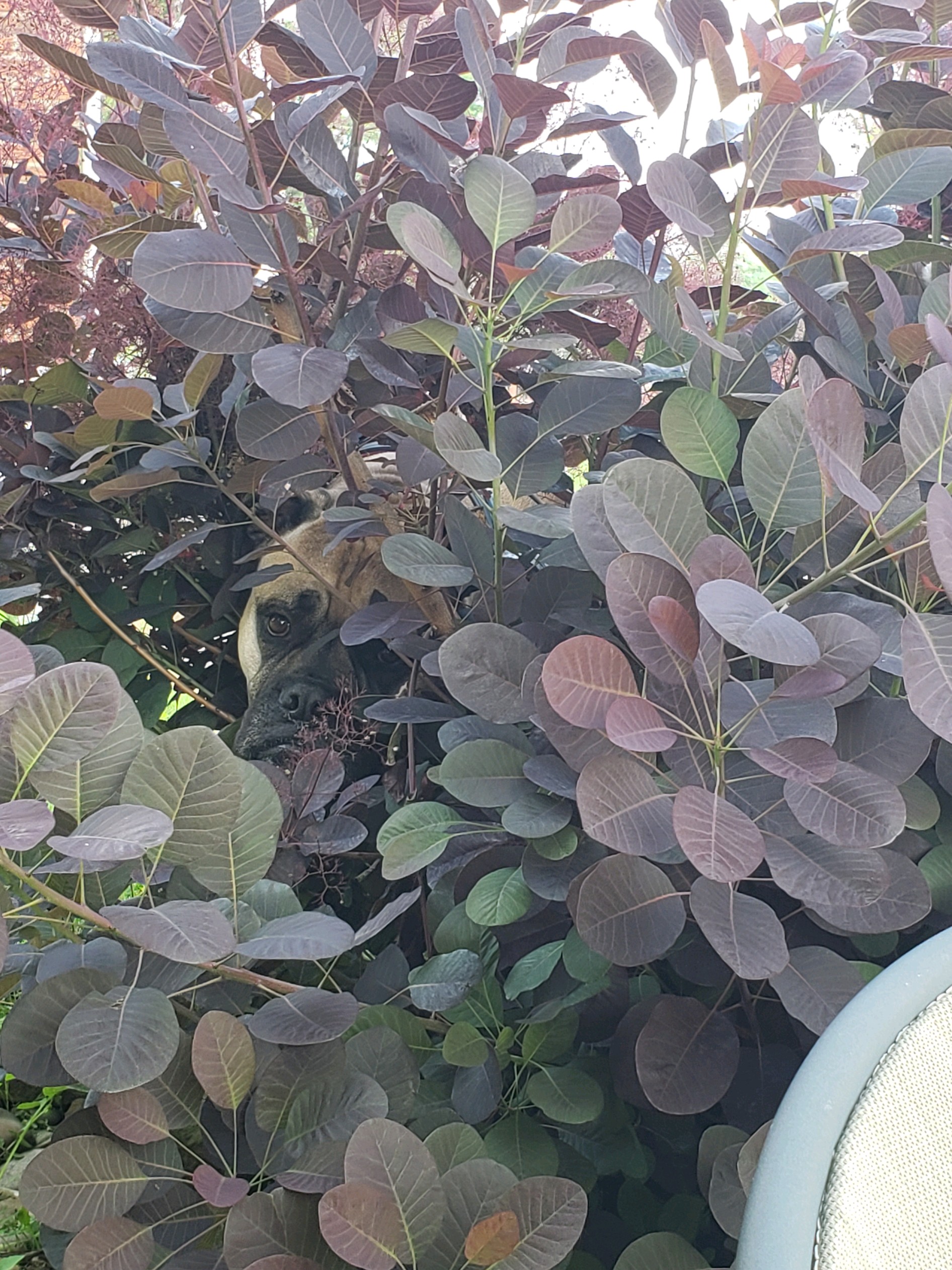 A well hidden Lucy | Scrolller