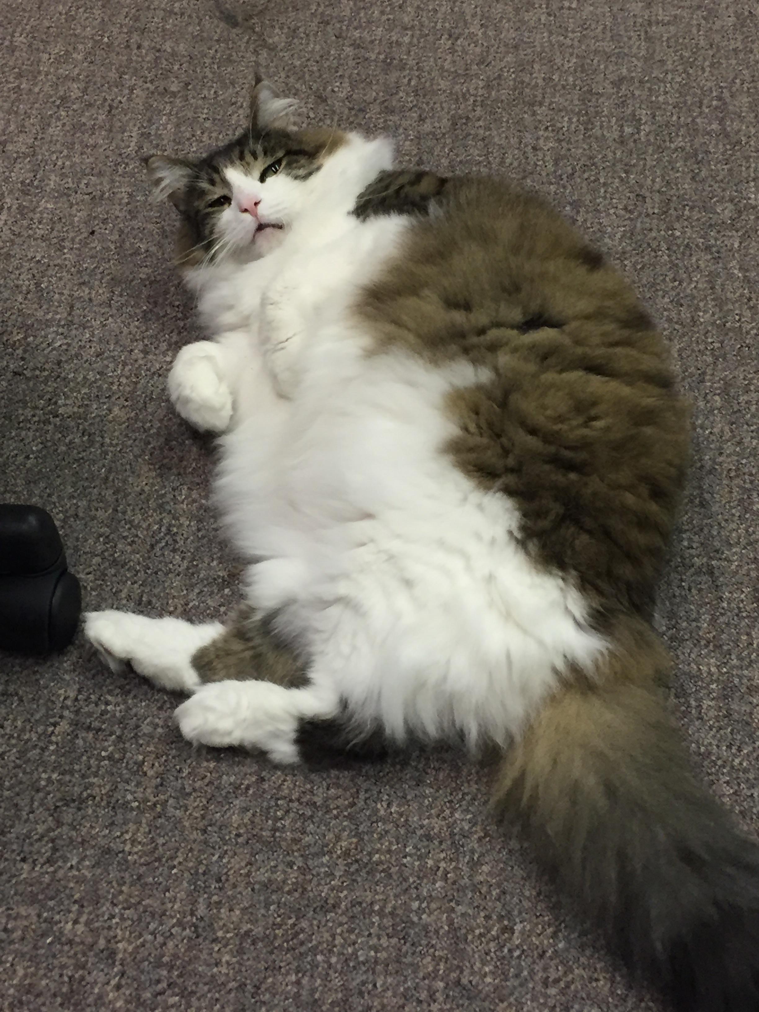 Absolute floof unit | Scrolller
