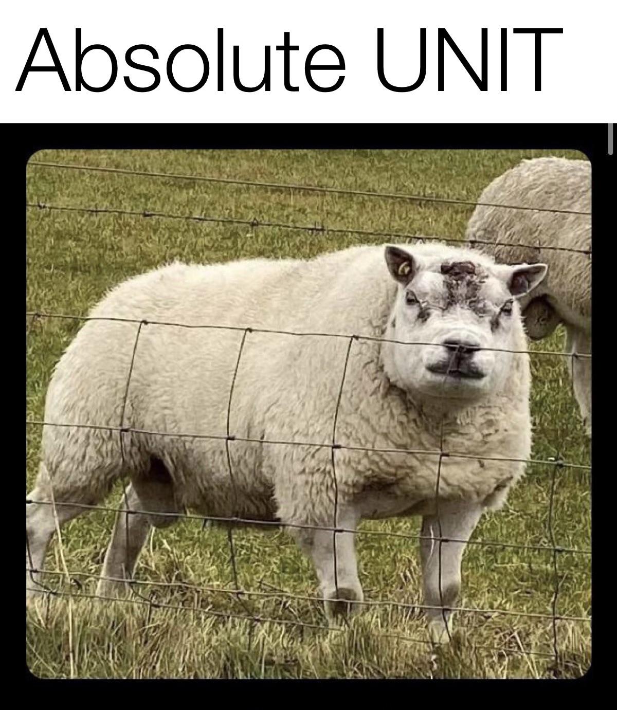 Absolute Unit | Scrolller