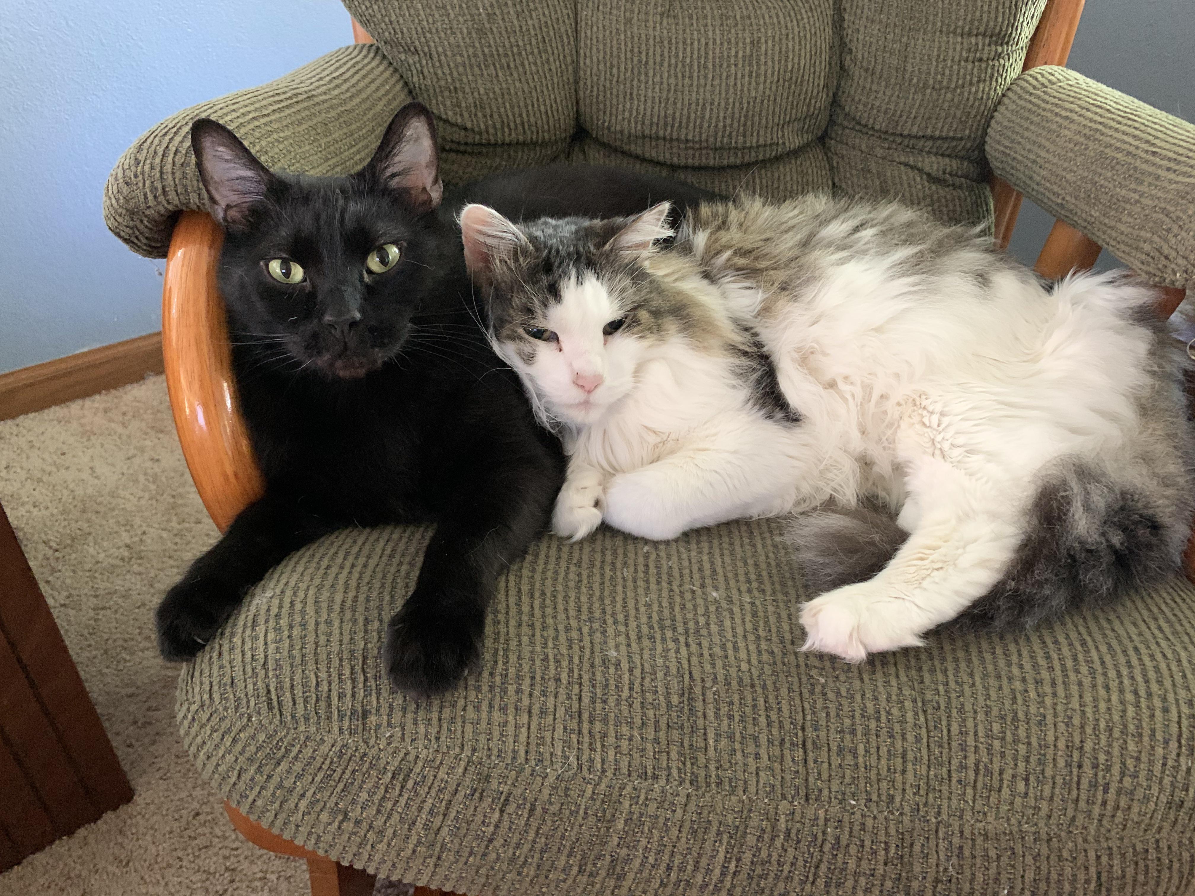 Absolutely inseparable ️ ️ | Scrolller