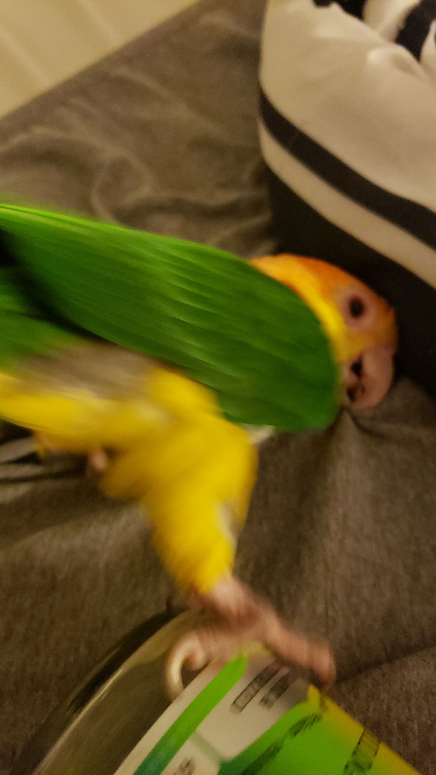 ACCELERATION | Scrolller