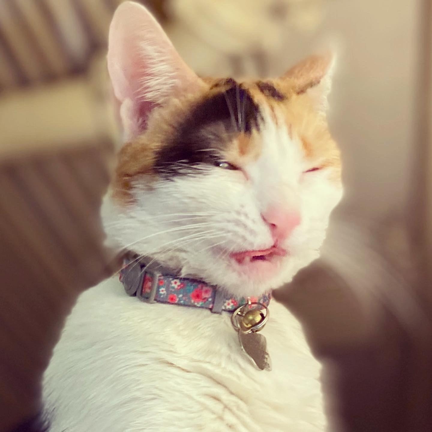 Accidental derp shot while snapping photos of my cat | Scrolller