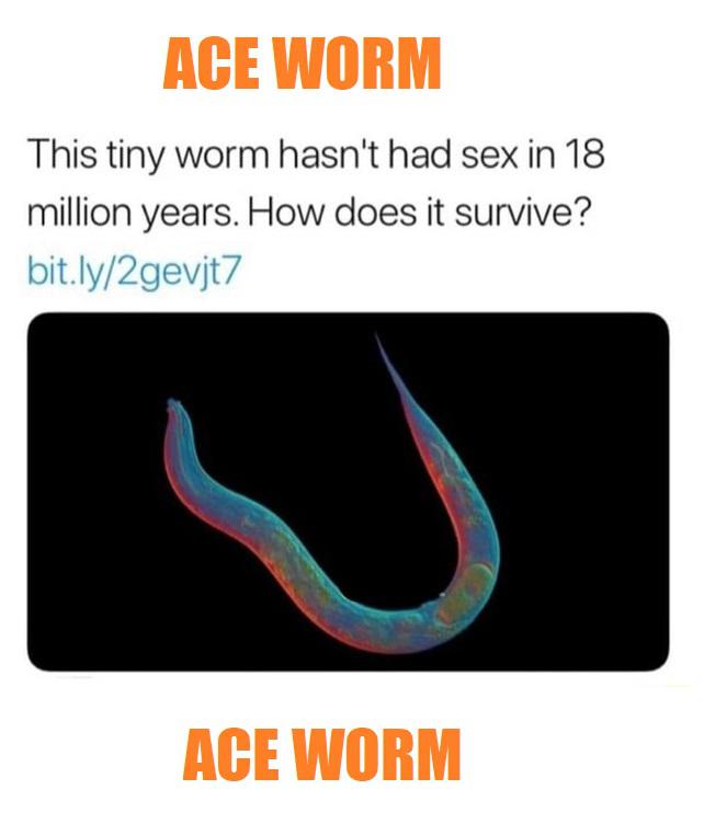 Ace Worm | Scrolller