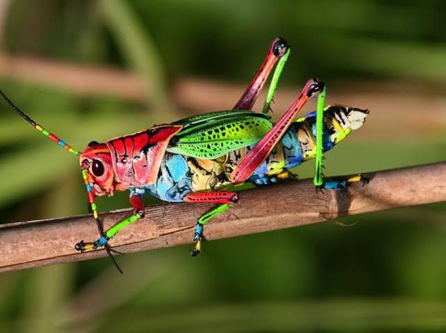 Acid Trip Grasshopper | Scrolller