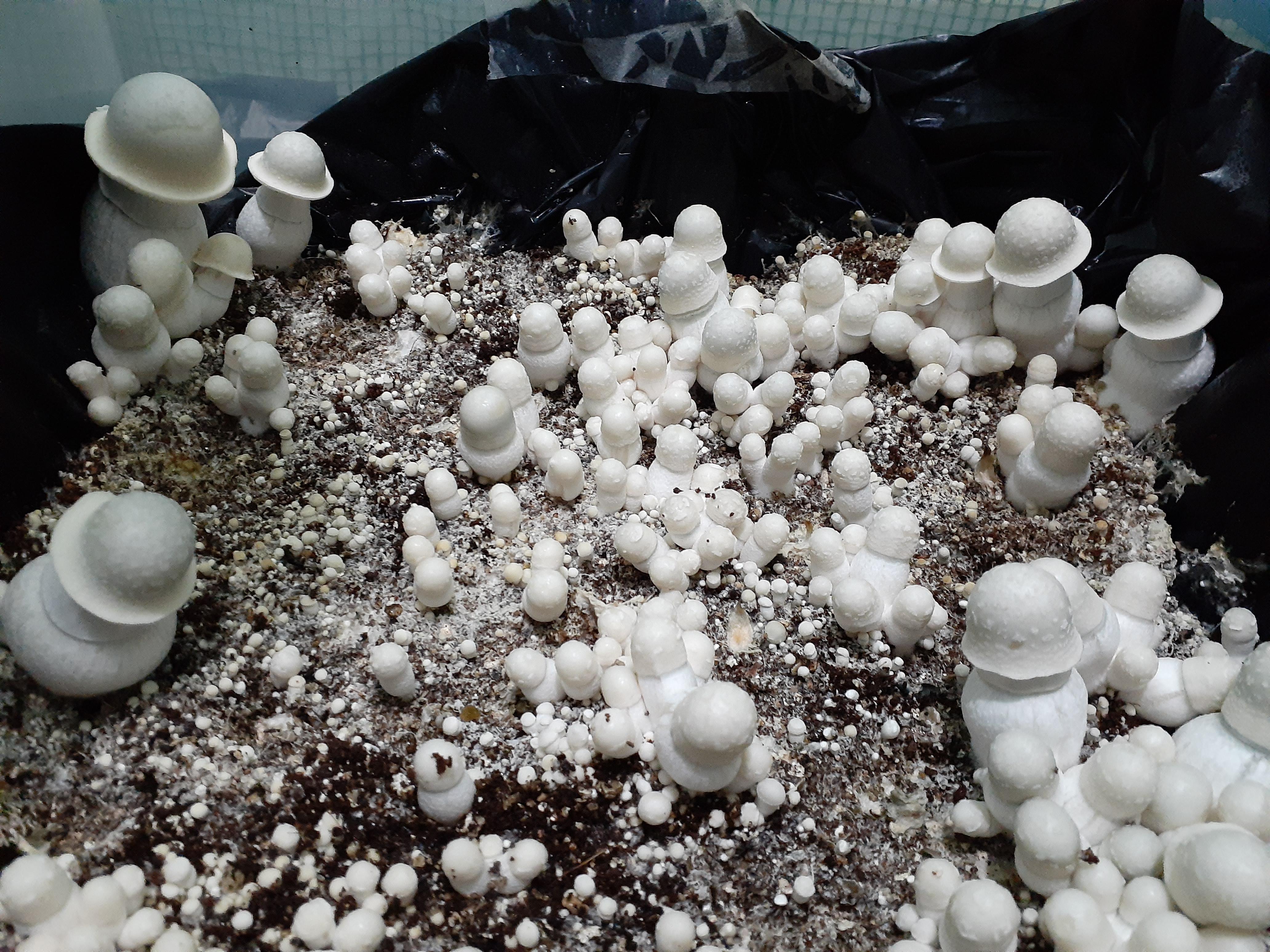 [Actives] 2nd flush of dongs coming in pretty dense. | Scrolller