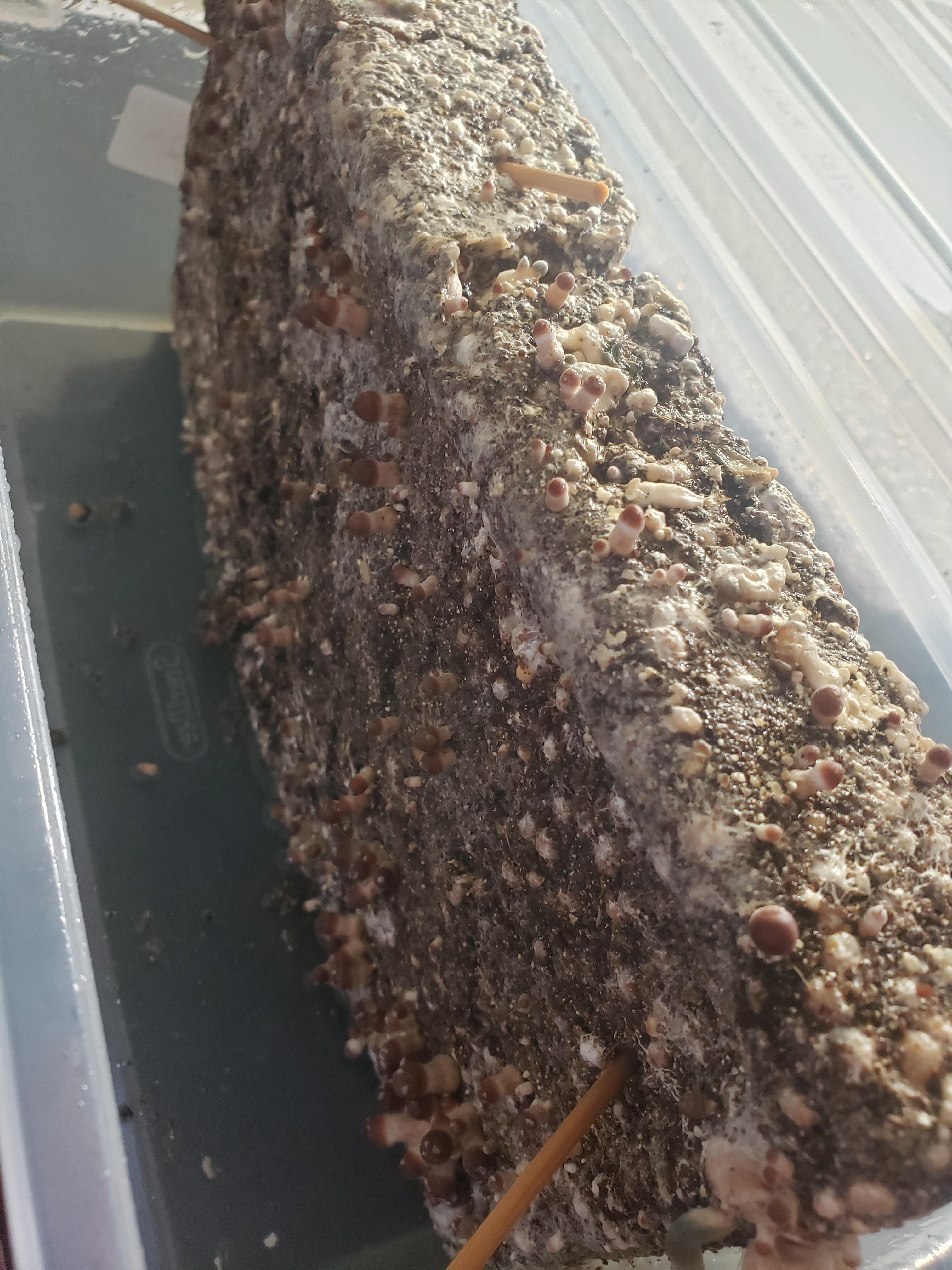 [Actives] 360 Fruiting Surface with Chopstick Tek | Scrolller