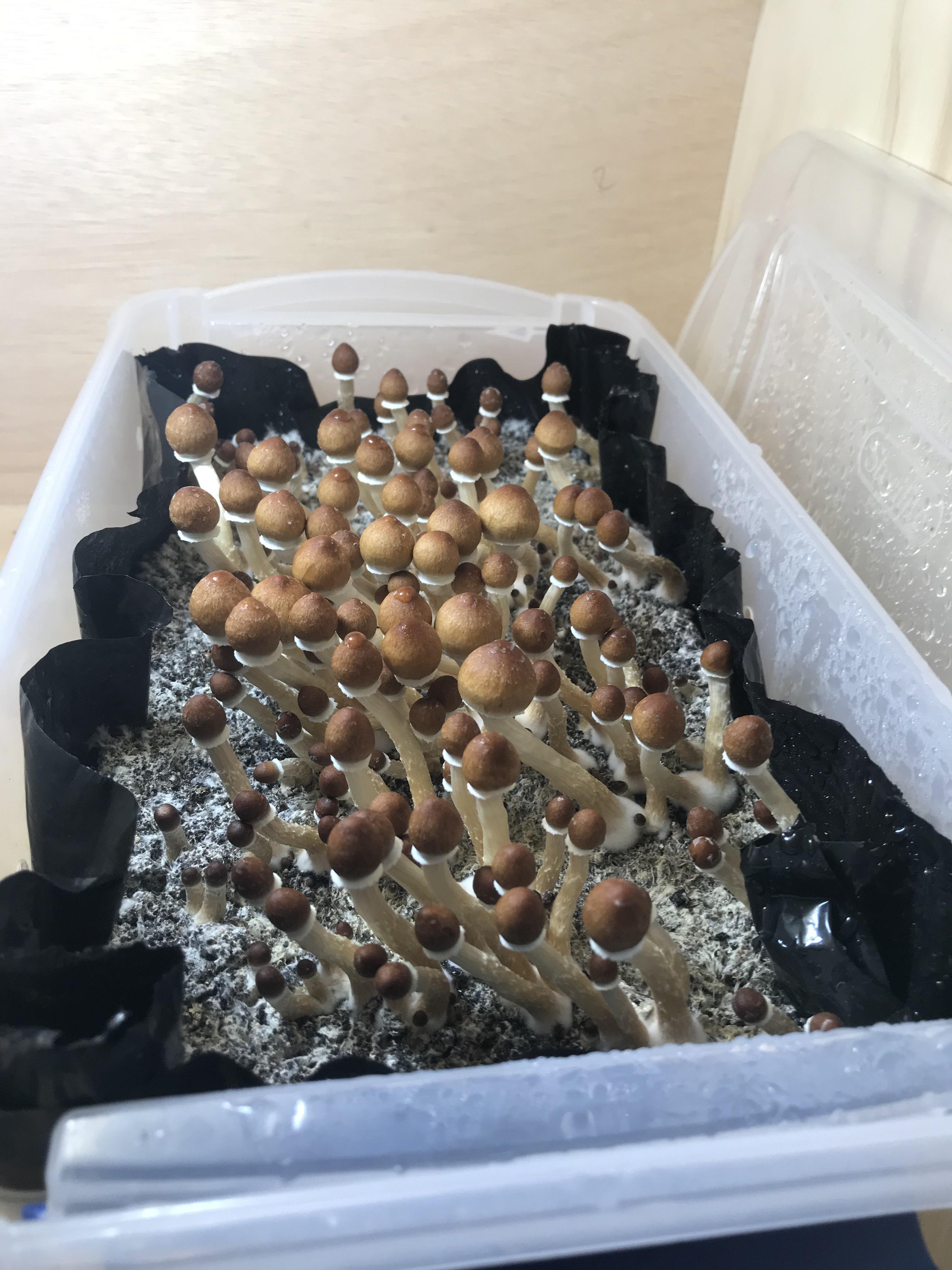 [Actives] first grow, first harvest. | Scrolller