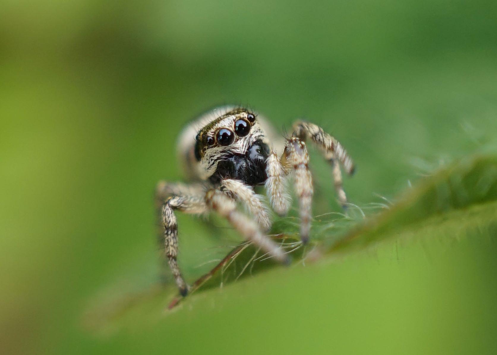 Adorable zebra jumping spider | Scrolller
