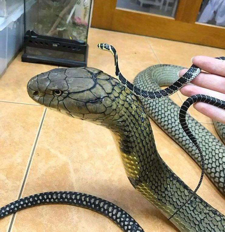 🔥 Adult King Cobra and its offspring | Scrolller