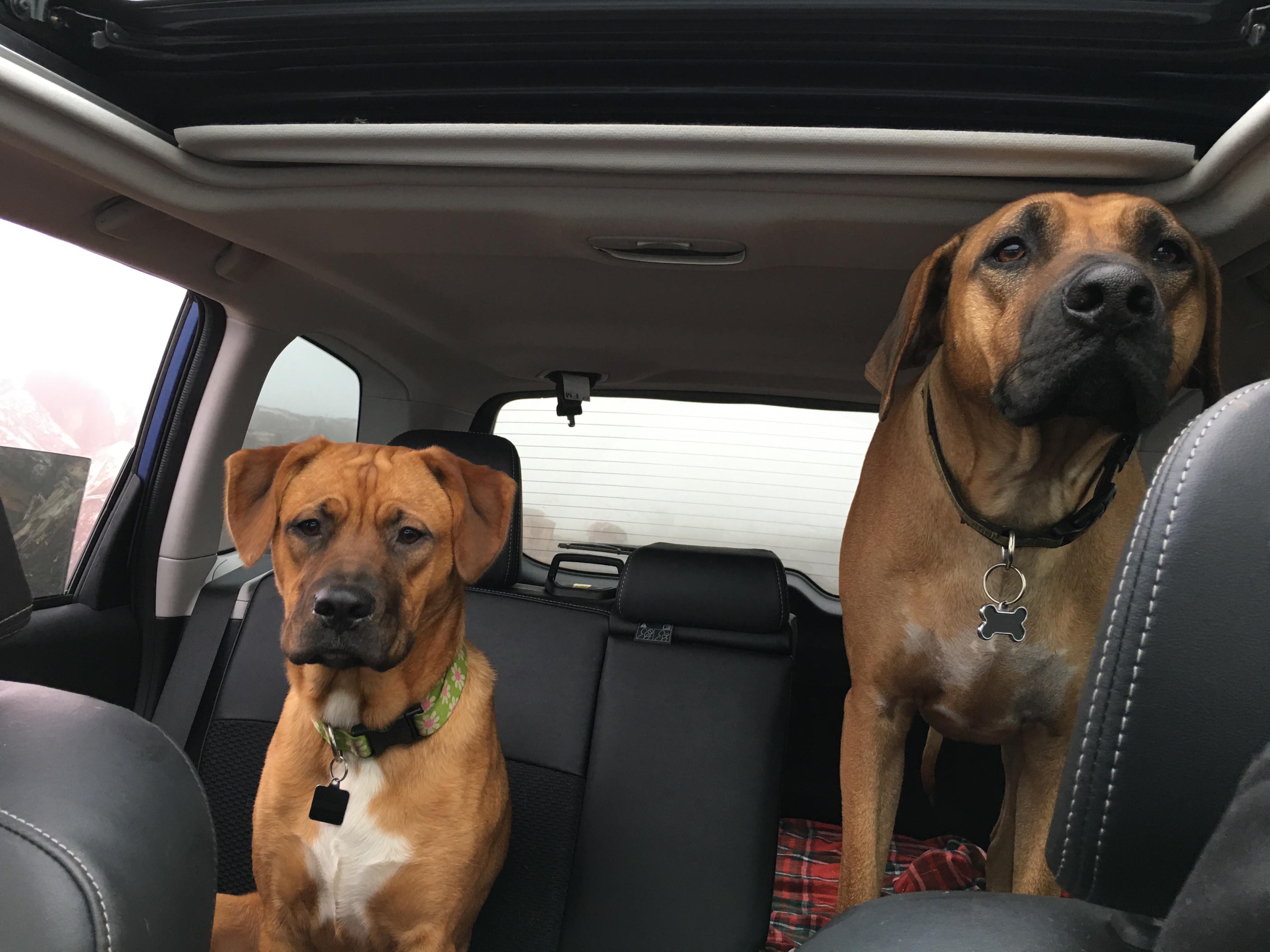 Adventure Pals | Scrolller