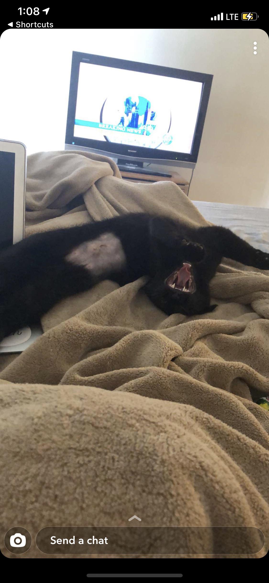 after her spay and very tired | Scrolller