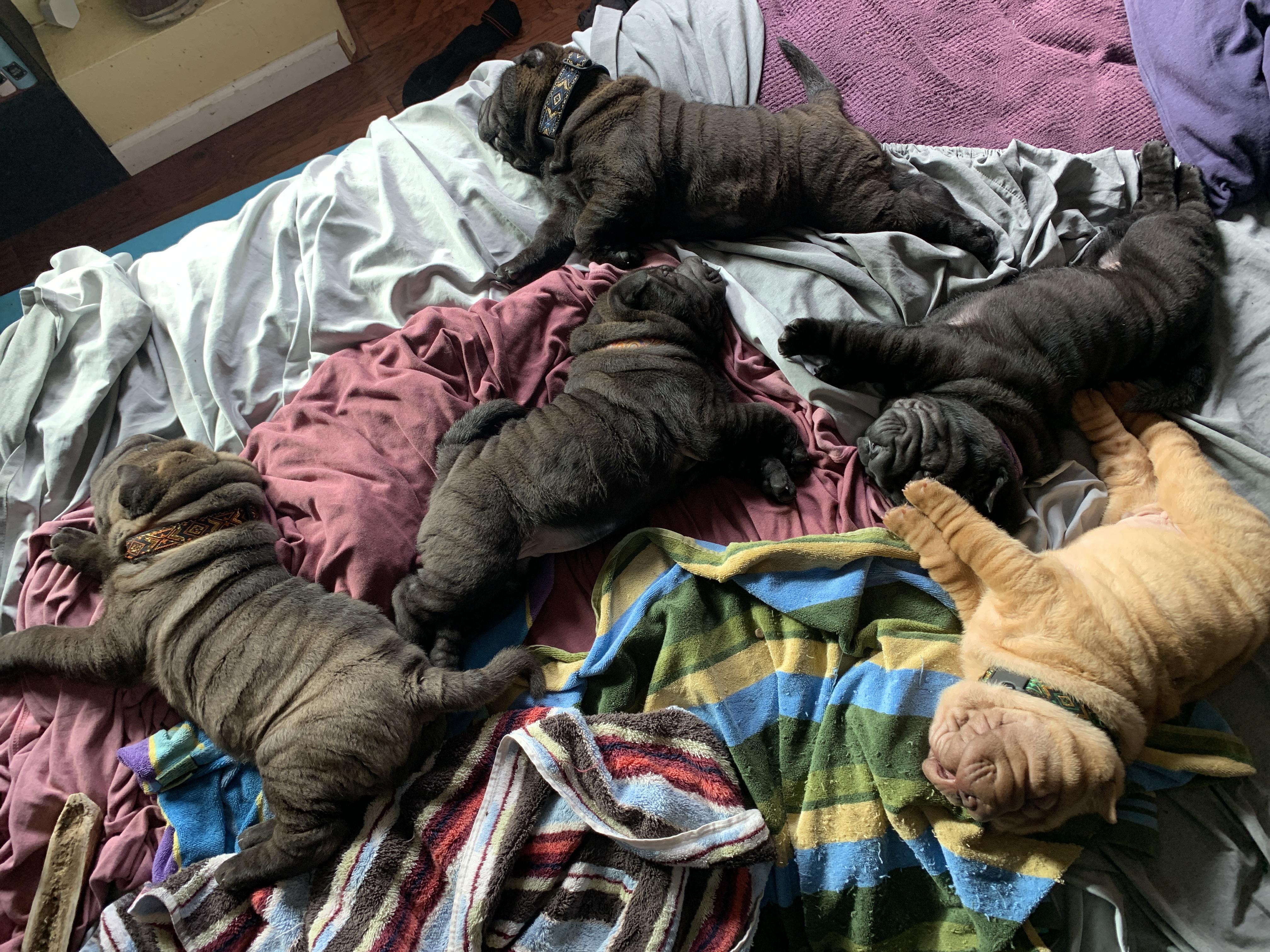 After playtime, a nap. | Scrolller