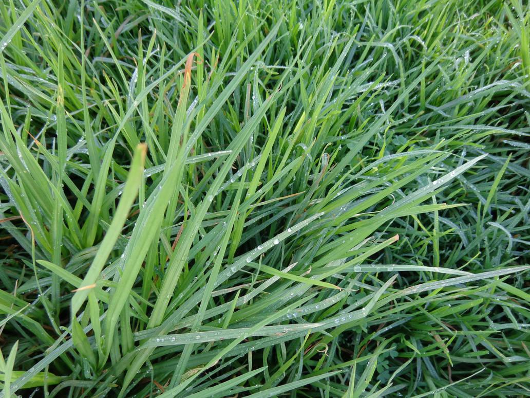 🔥 after rain | Scrolller