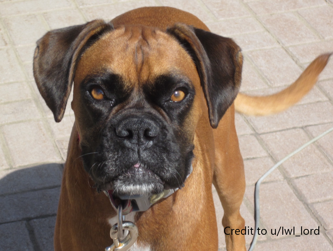 After the grumpy cat here is the grumpy dog | Scrolller