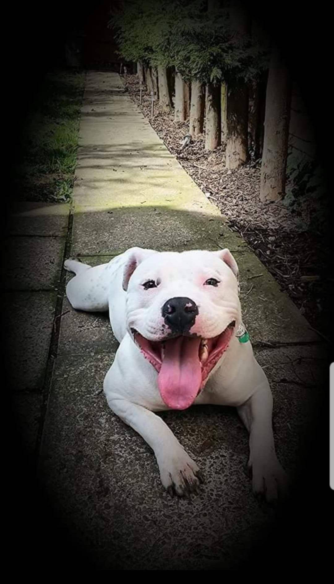 Afternoon all 🙂🐾🐾 | Scrolller