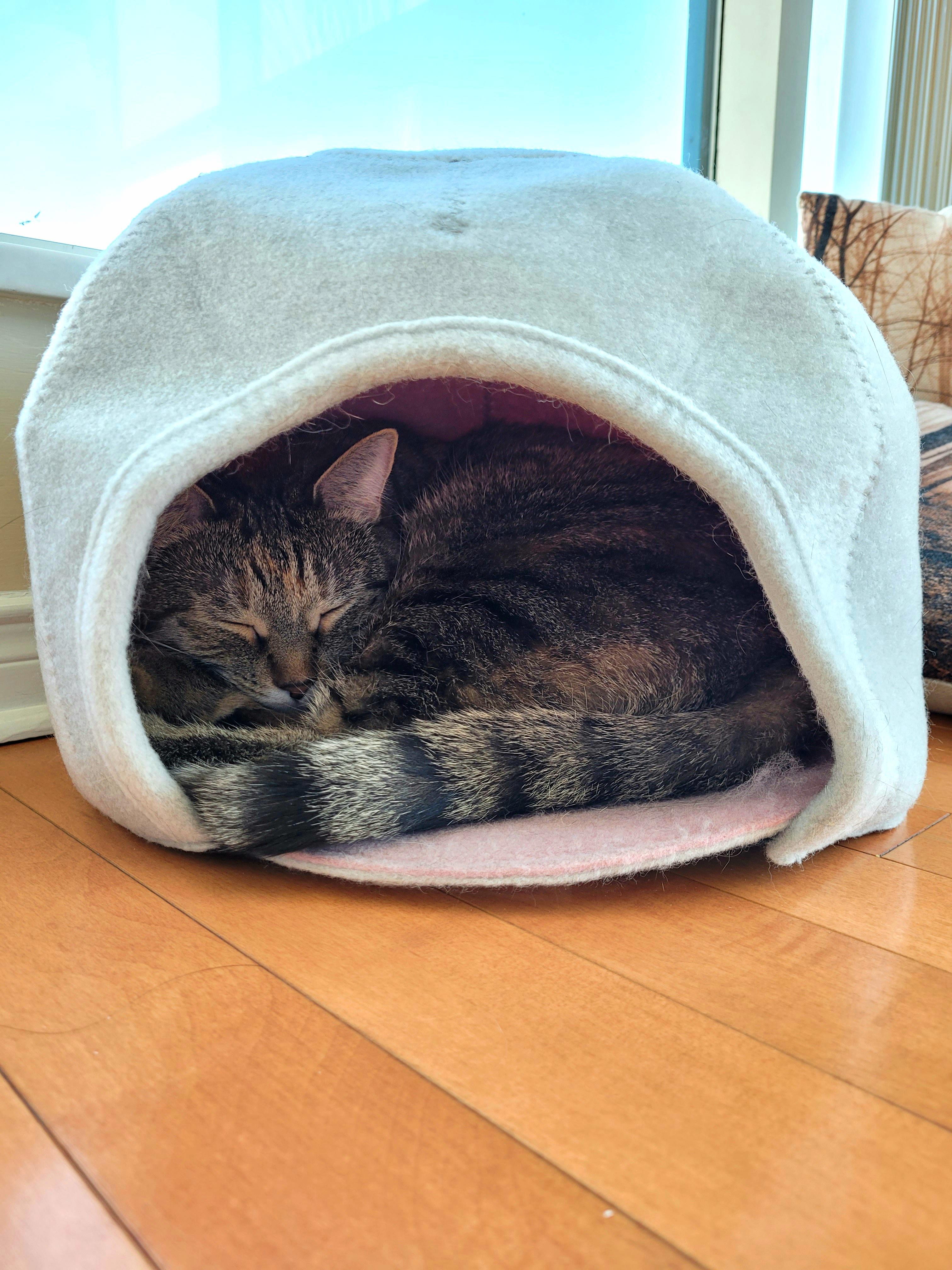 Afternoon nap in her igloo | Scrolller