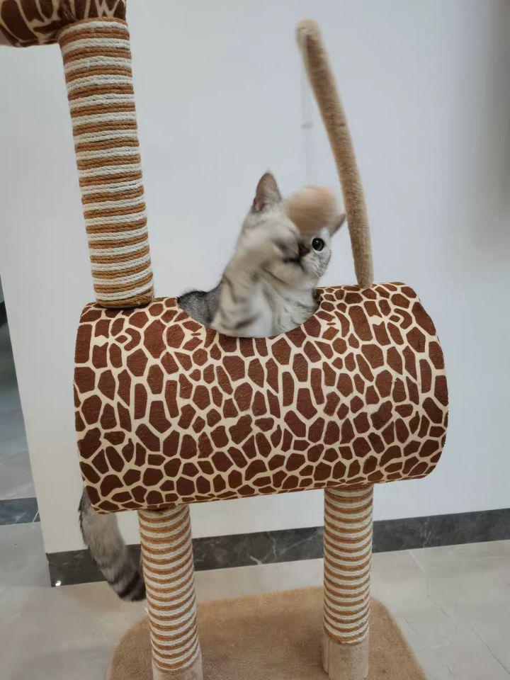 Aggressive and ferocious cat | Scrolller