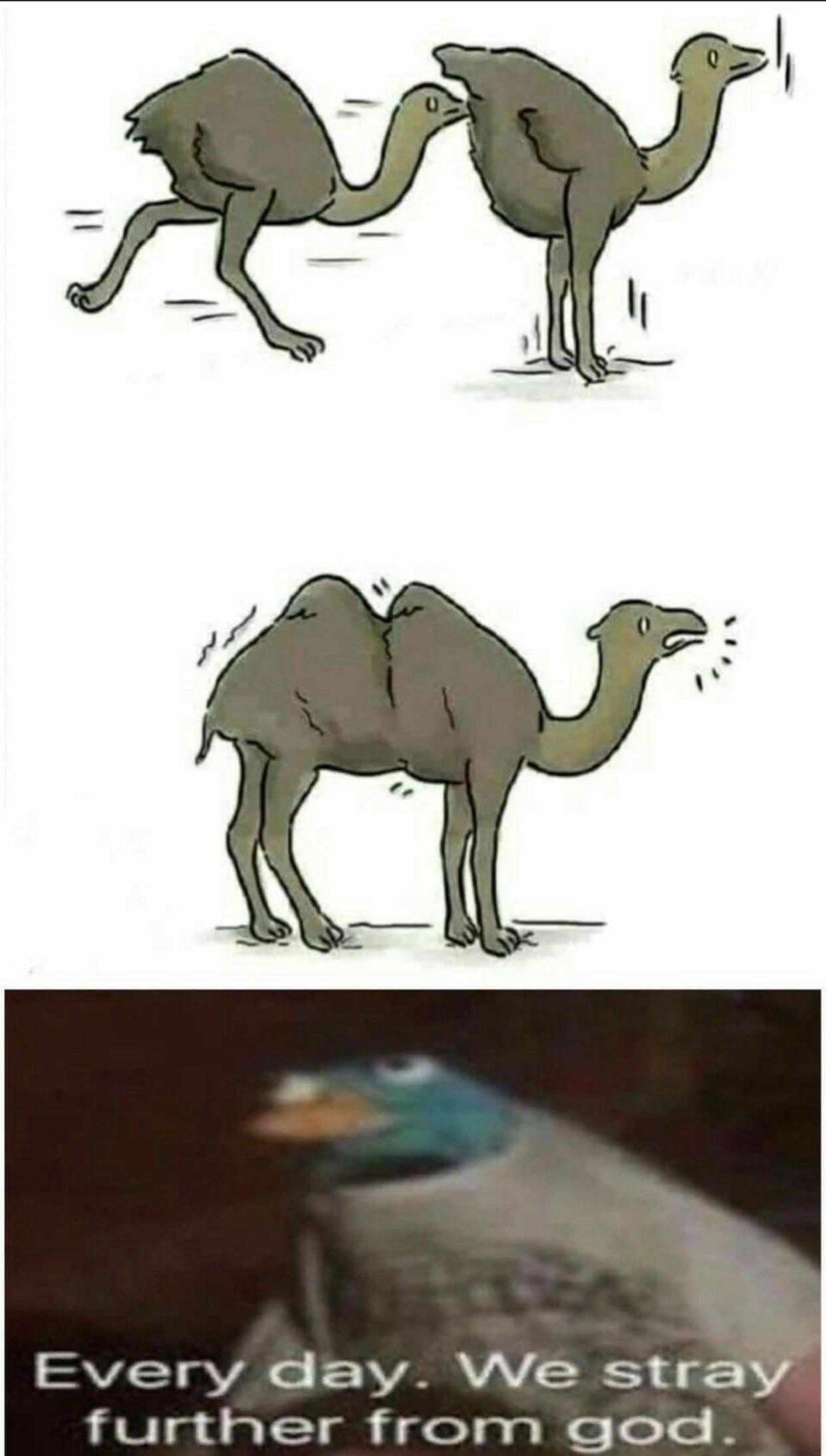 Ah yes Camel | Scrolller