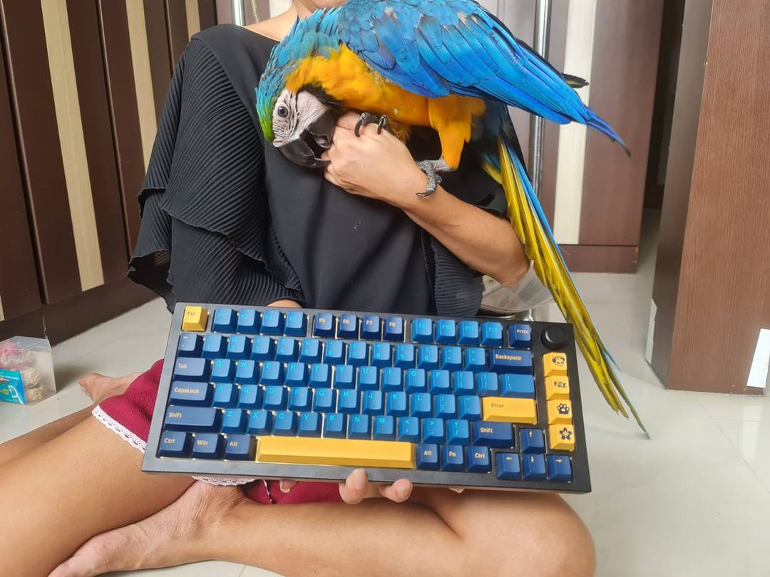Akko Macaw with an actual Macaw | Scrolller
