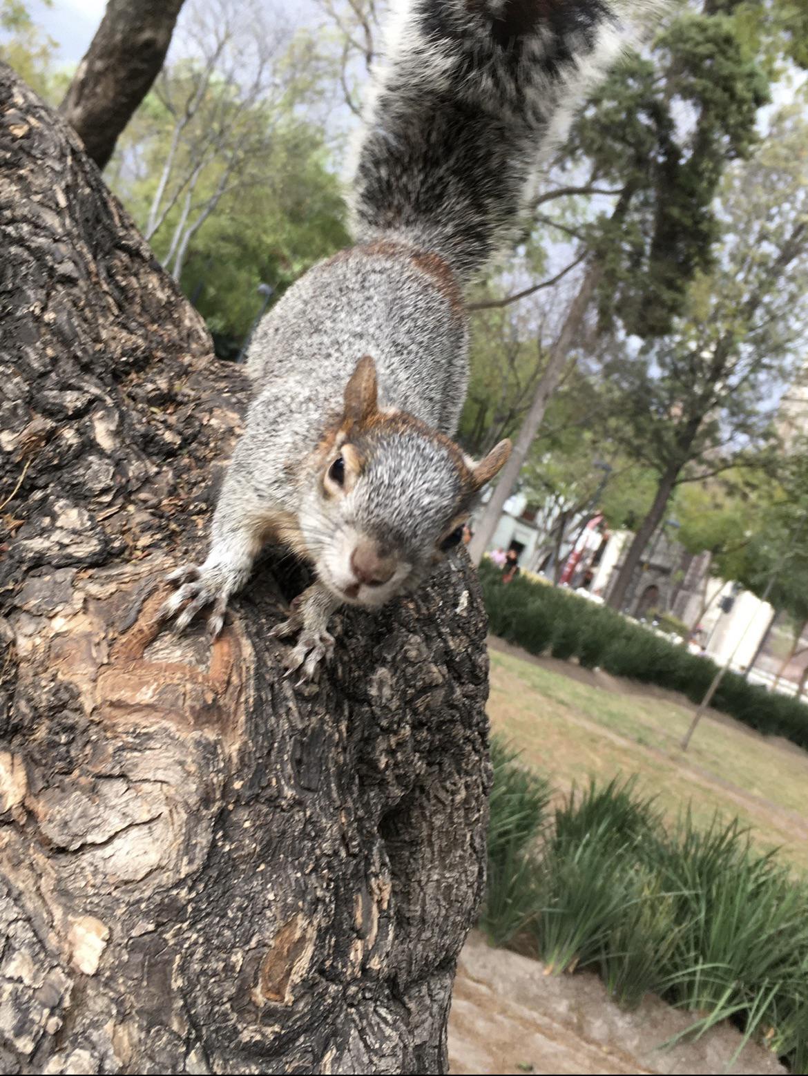 Alameda Central CDMX | Scrolller