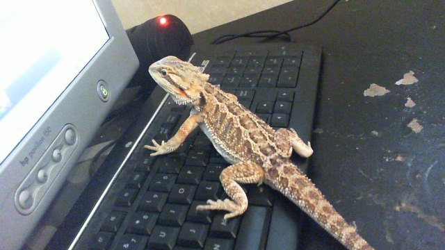 Aldous is always fascinated with the computer. | Scrolller