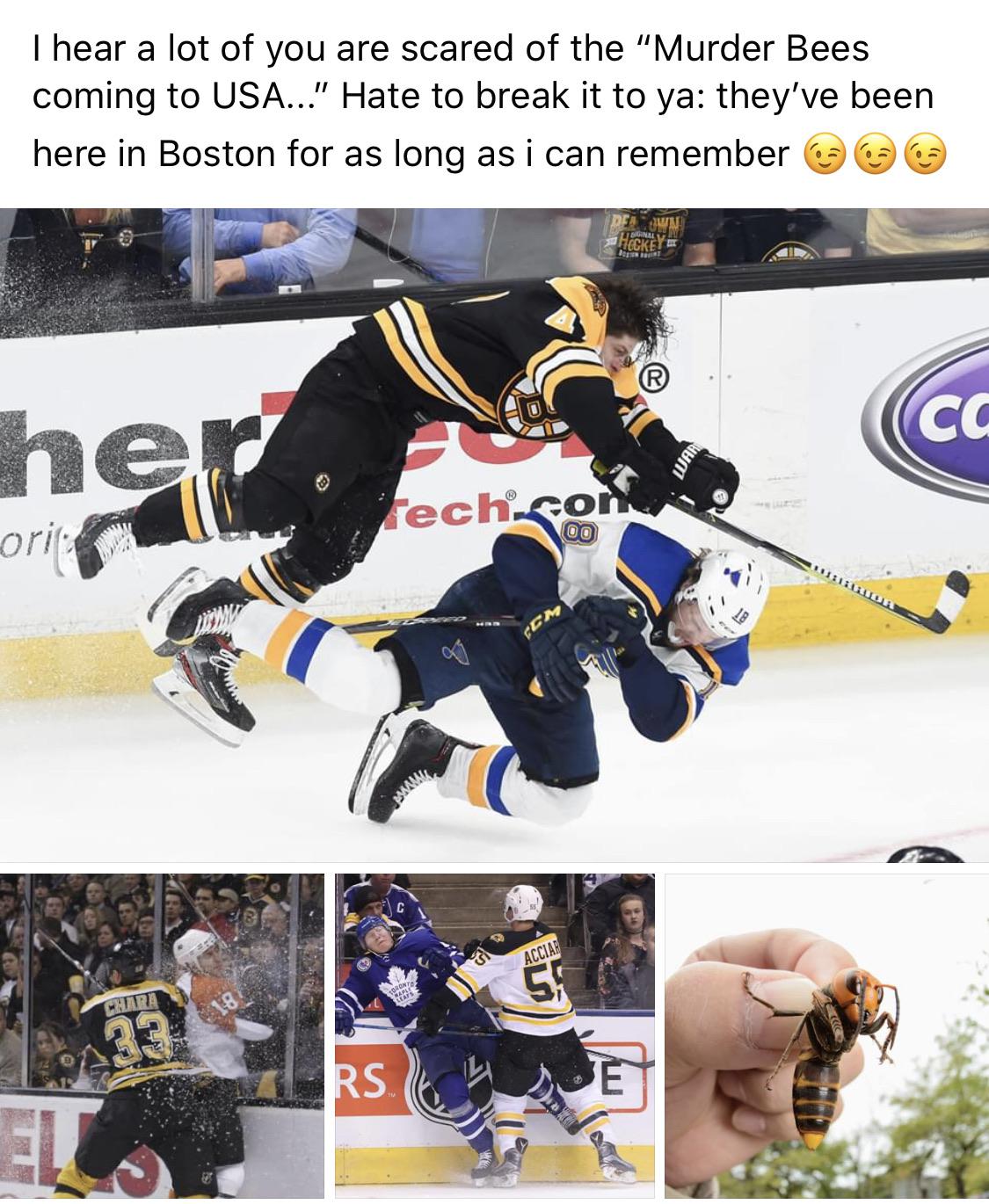 Murder Hornet Bruins Meme | Scrolller