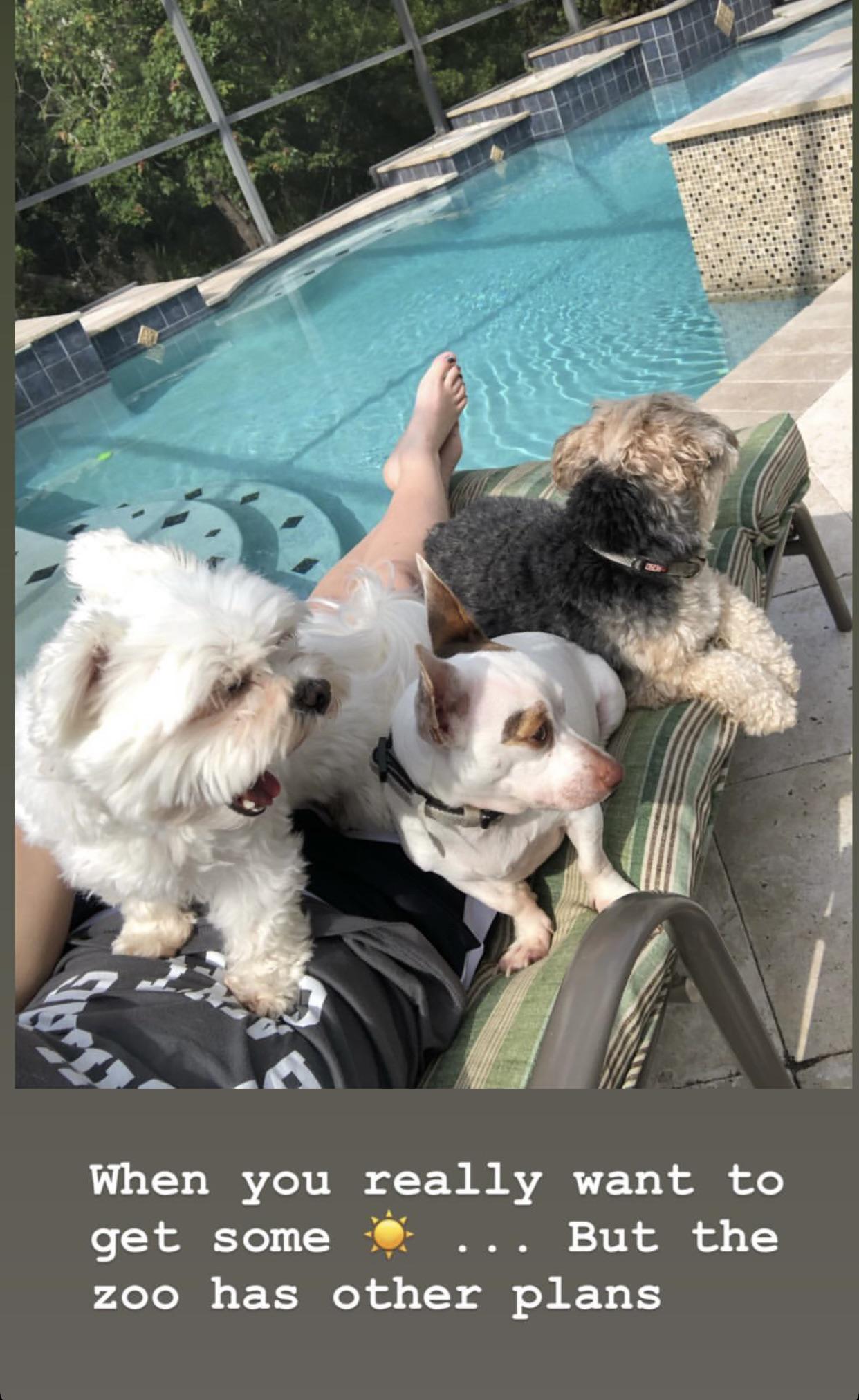 Alexa Bliss And Her Dogs | Scrolller