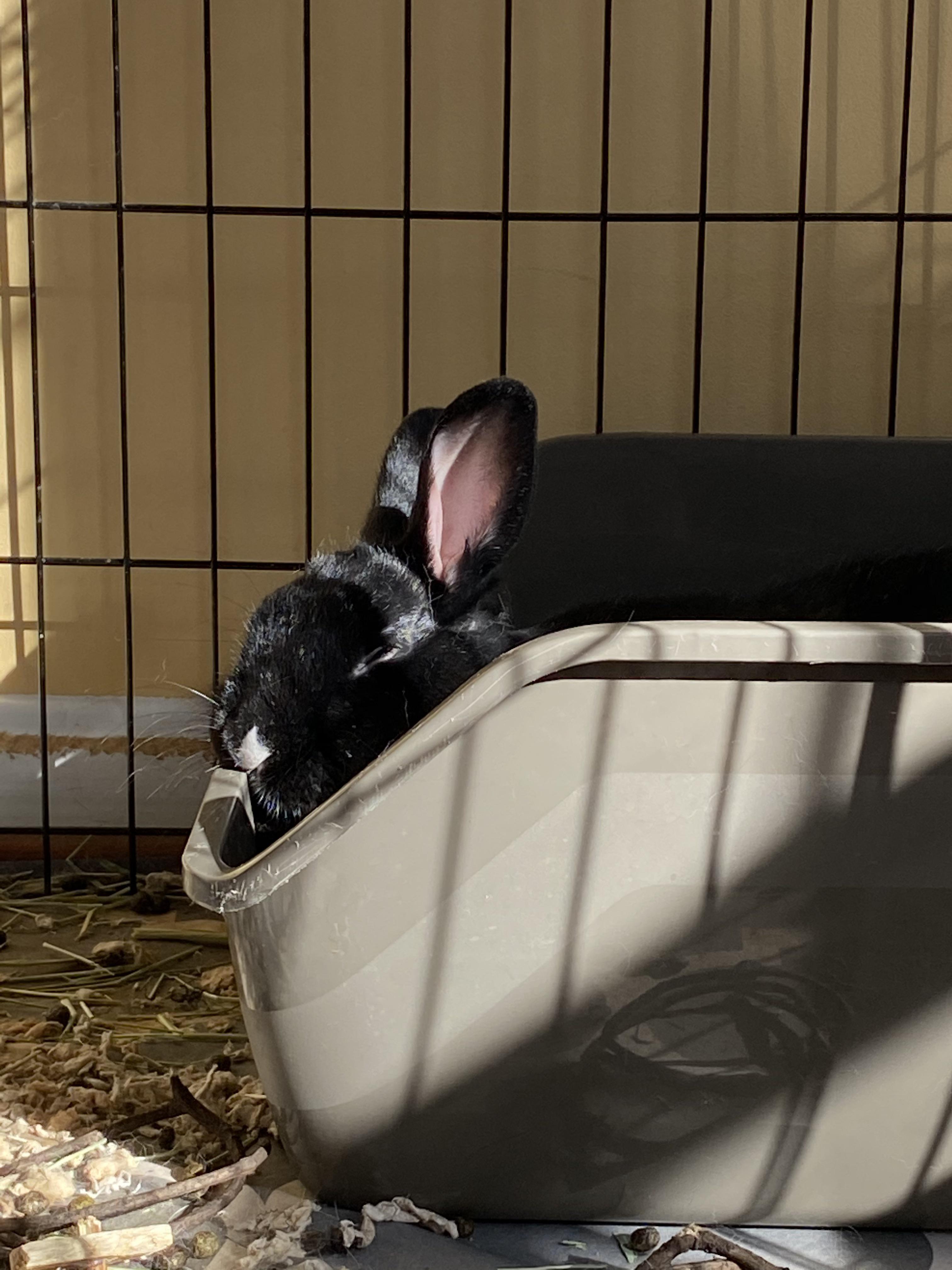 All cozied up in the litter box | Scrolller