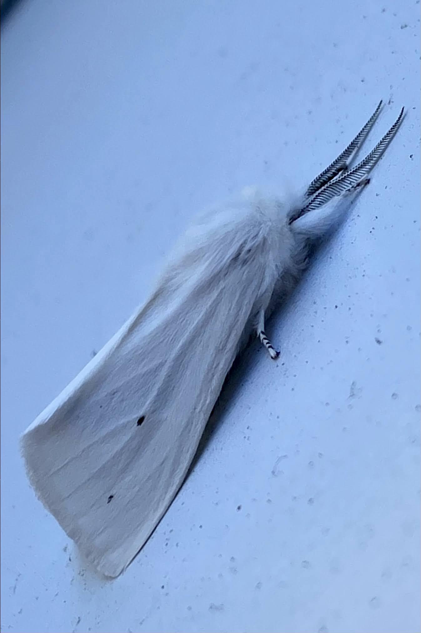 All hail, Lord Ice Moth | Scrolller