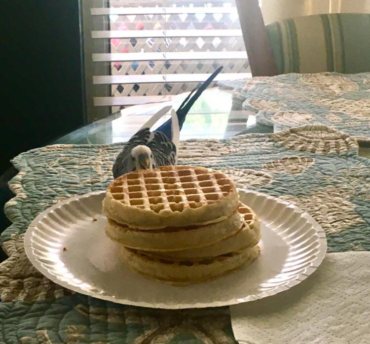 ALL HAIL MIGHTY WAFFLE | Scrolller